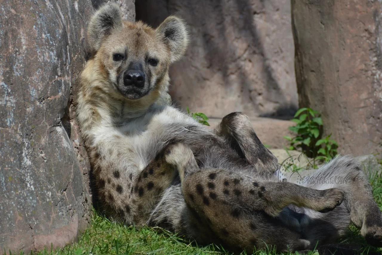 Lounging: A Comparative Approach | Scrolller