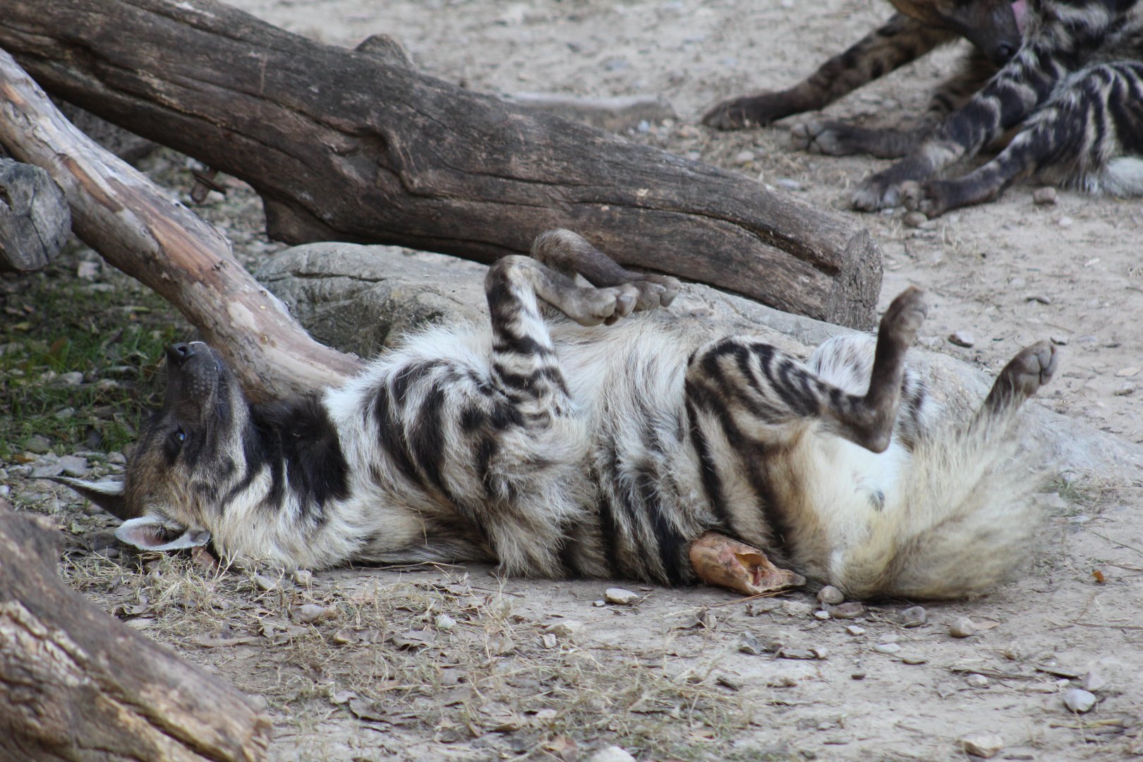 Lounging: A Comparative Approach | Scrolller