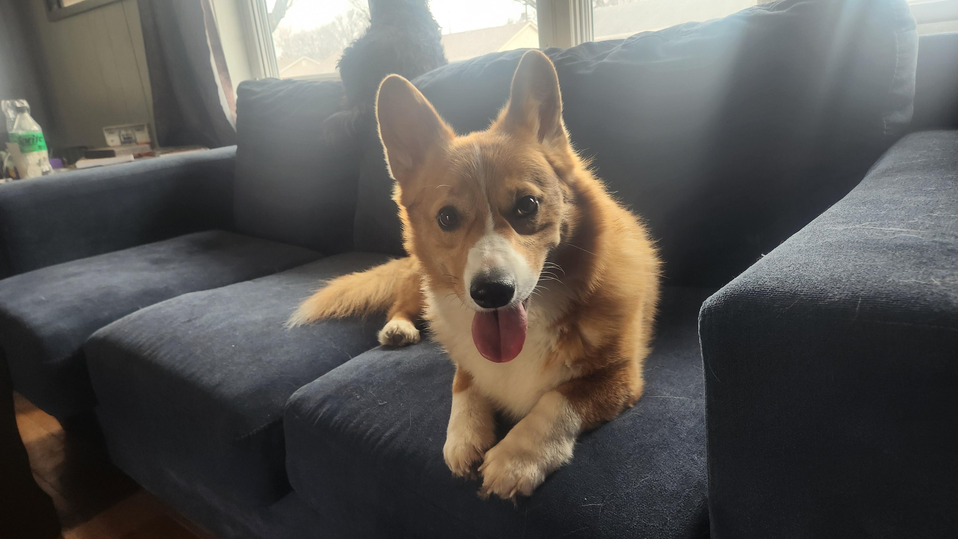 Post walk with these goobers | Scrolller