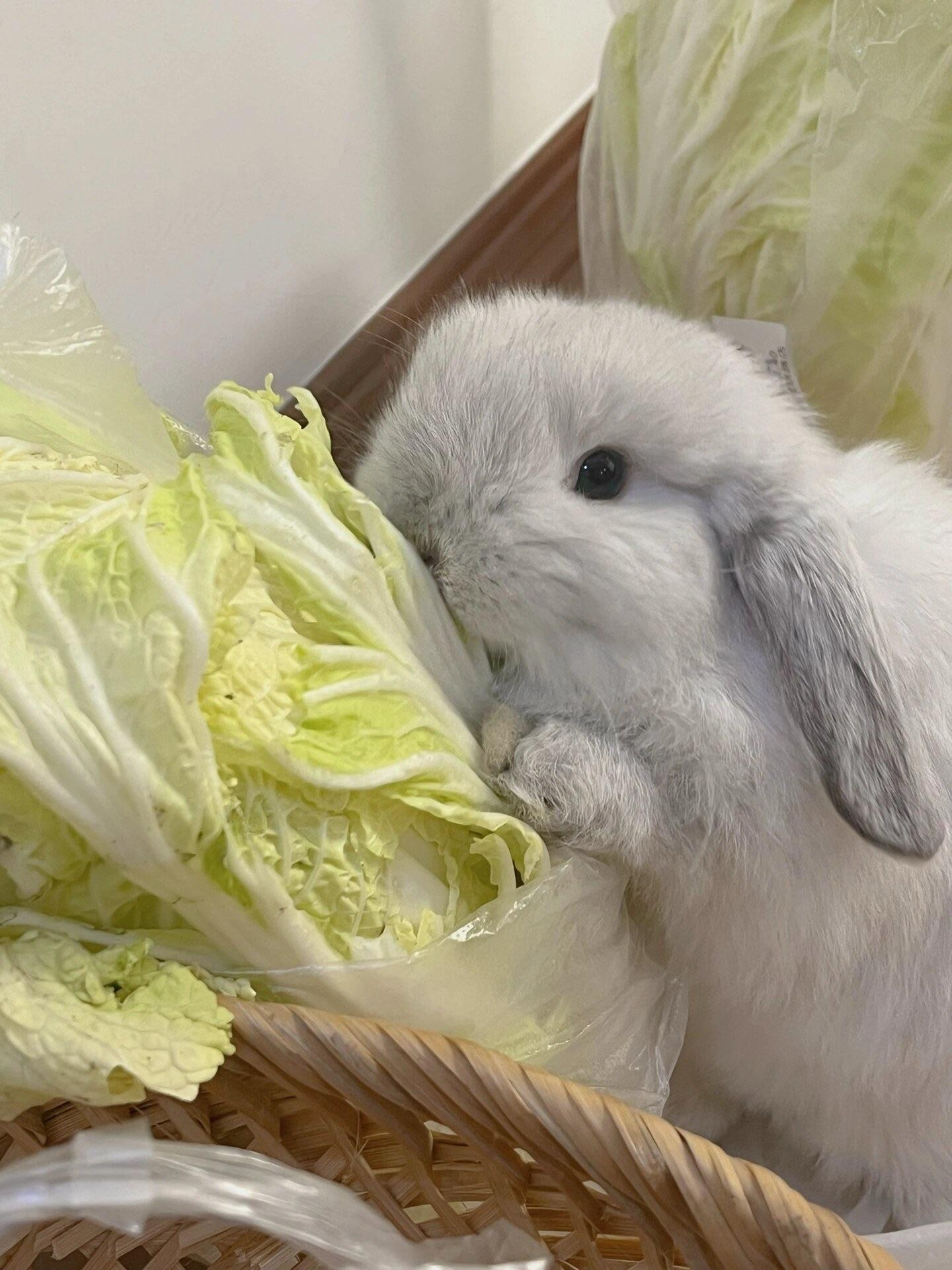 Steal a bite of grandma's Chinese cabbage.😂 | Scrolller