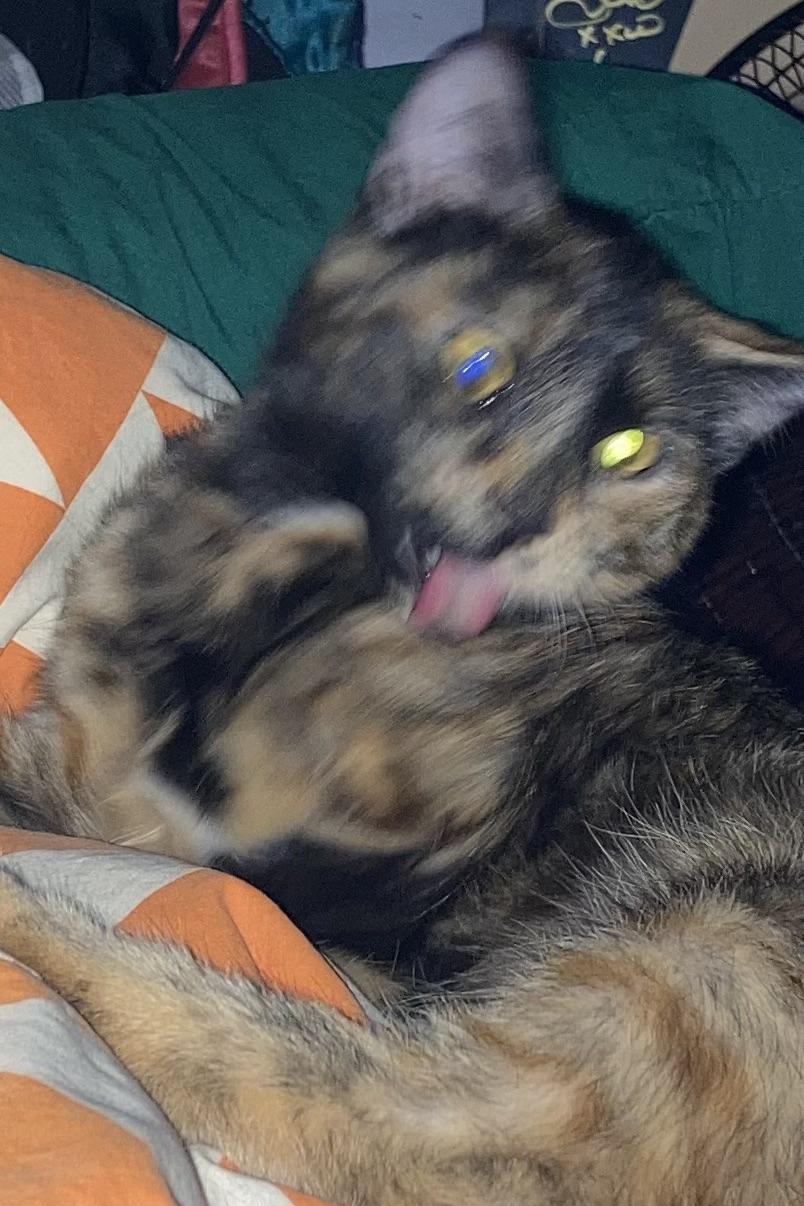 Blurry pictures of cats | Scrolller