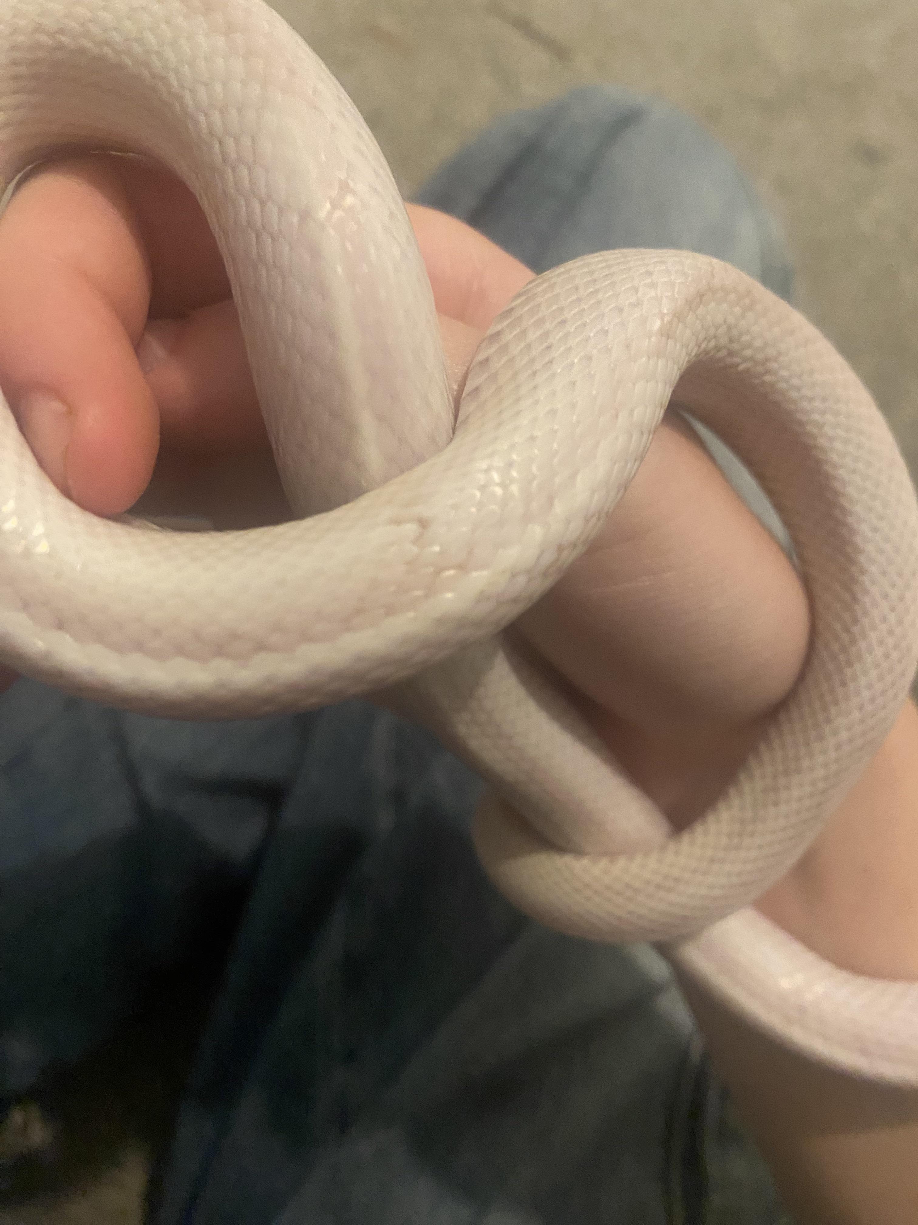 Discover more like Snakes: Is this scale rot? If so how can i treat it? and Related Content ...