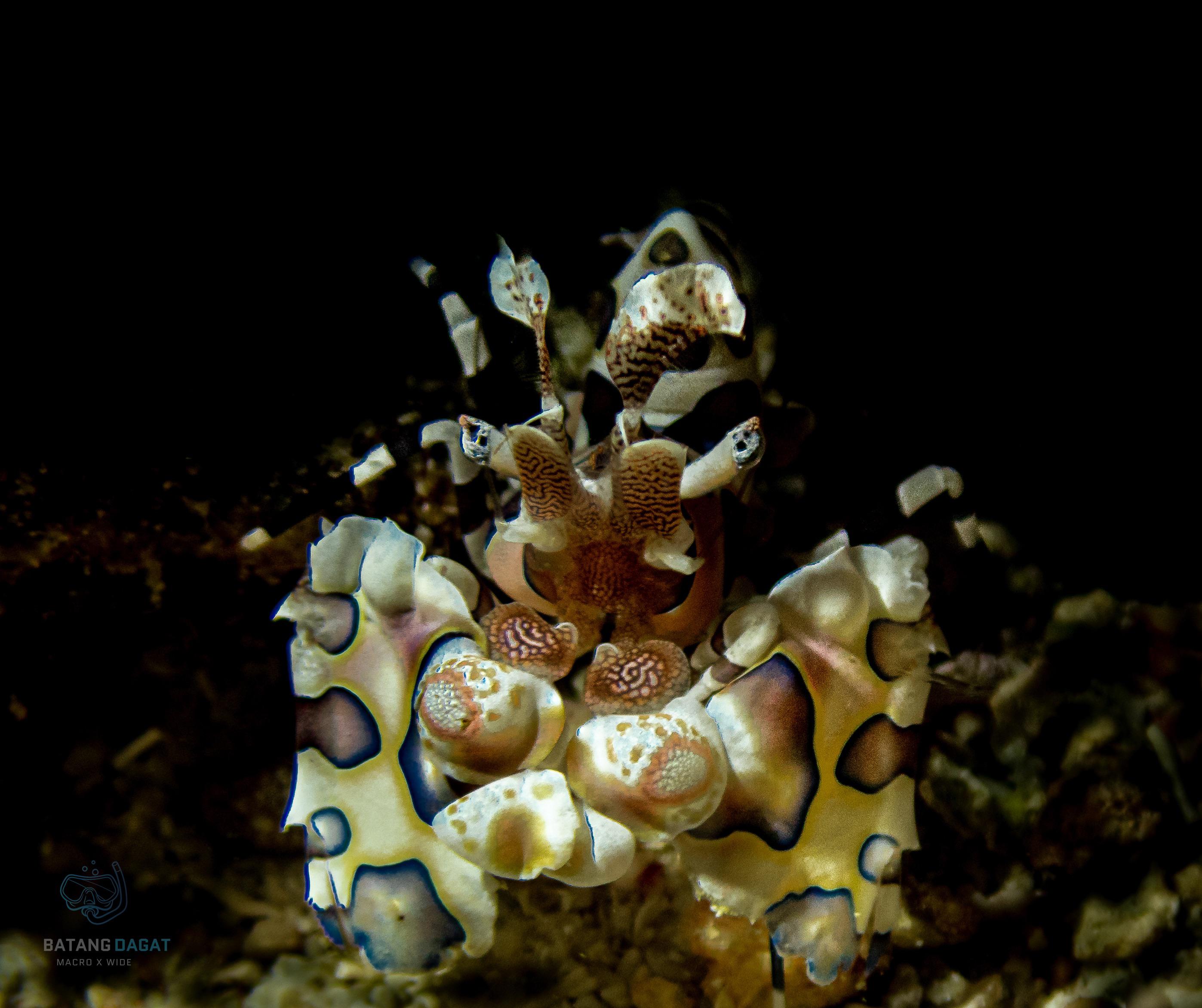 Proudly sharing wife’s underwater macro photography from Cebu Philippines | Scrolller
