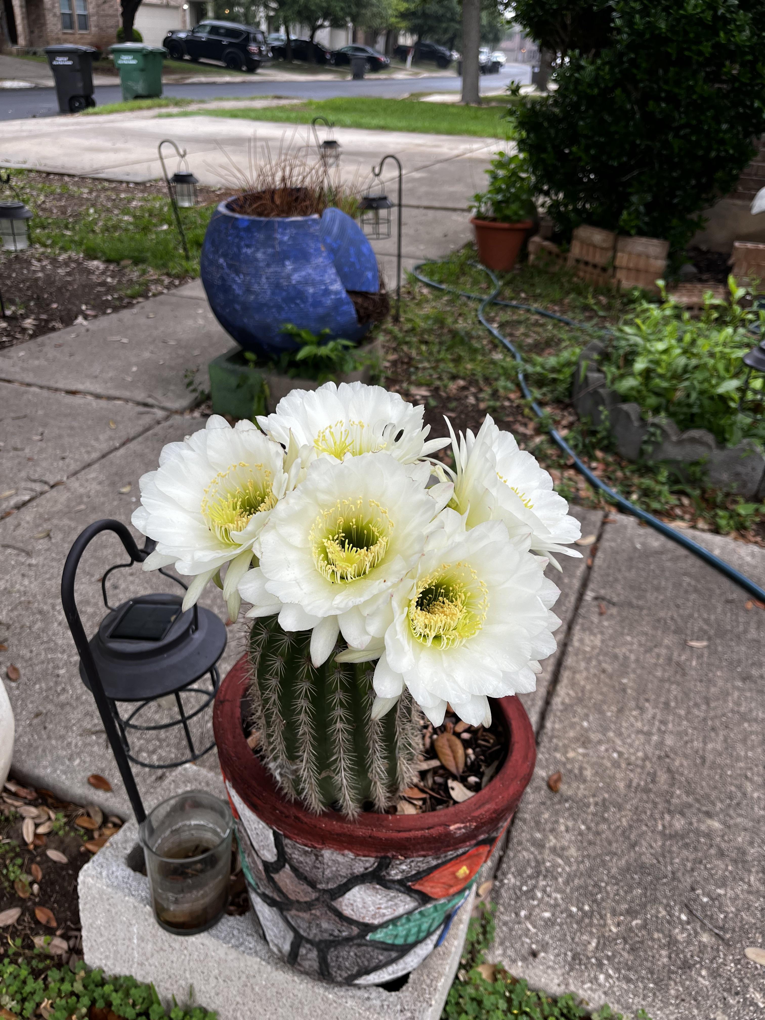 Cactus bloomed | Scrolller