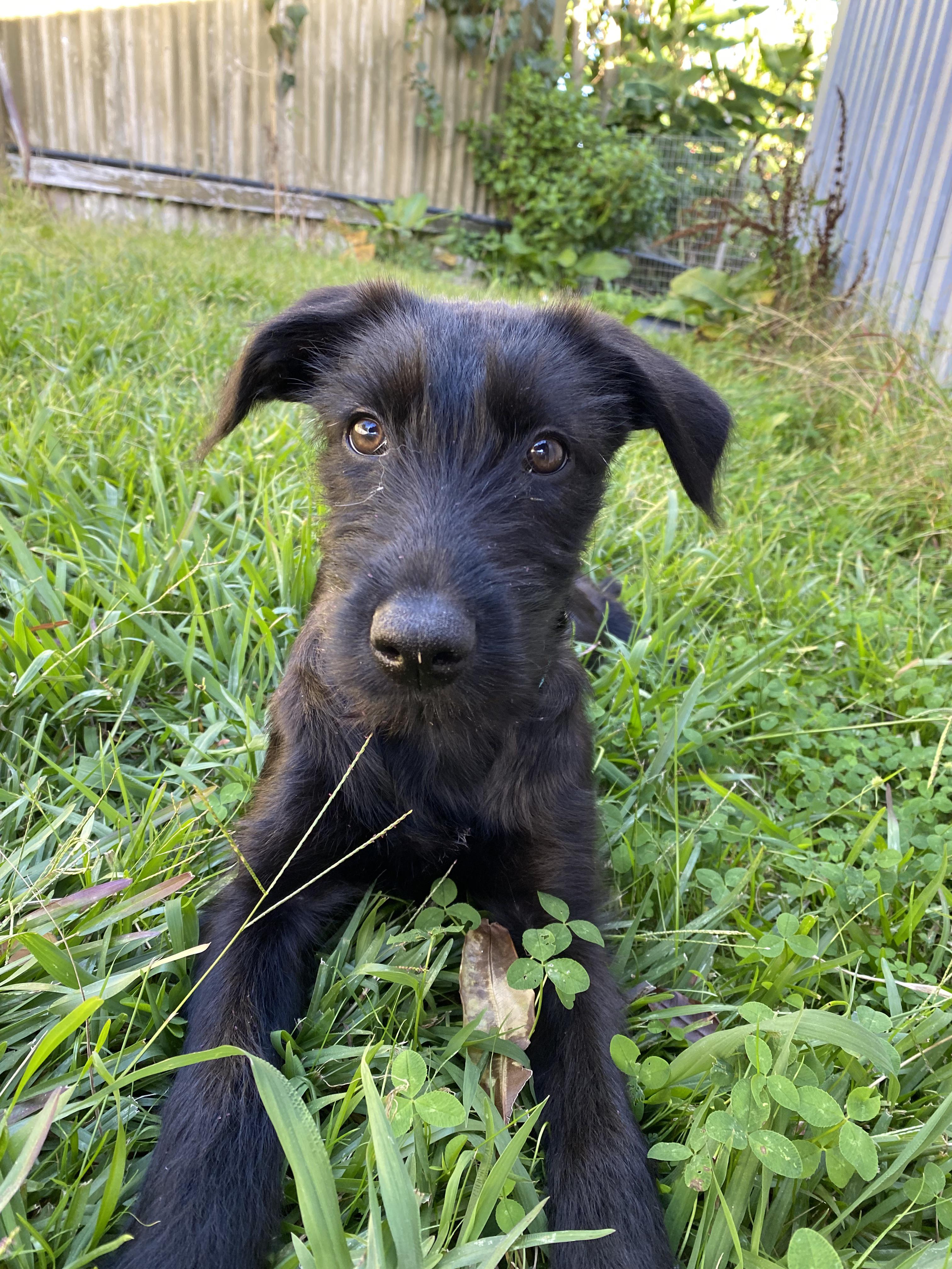 My new rescue puppy! Help me guess the breed! The rescue said Beardie ...
