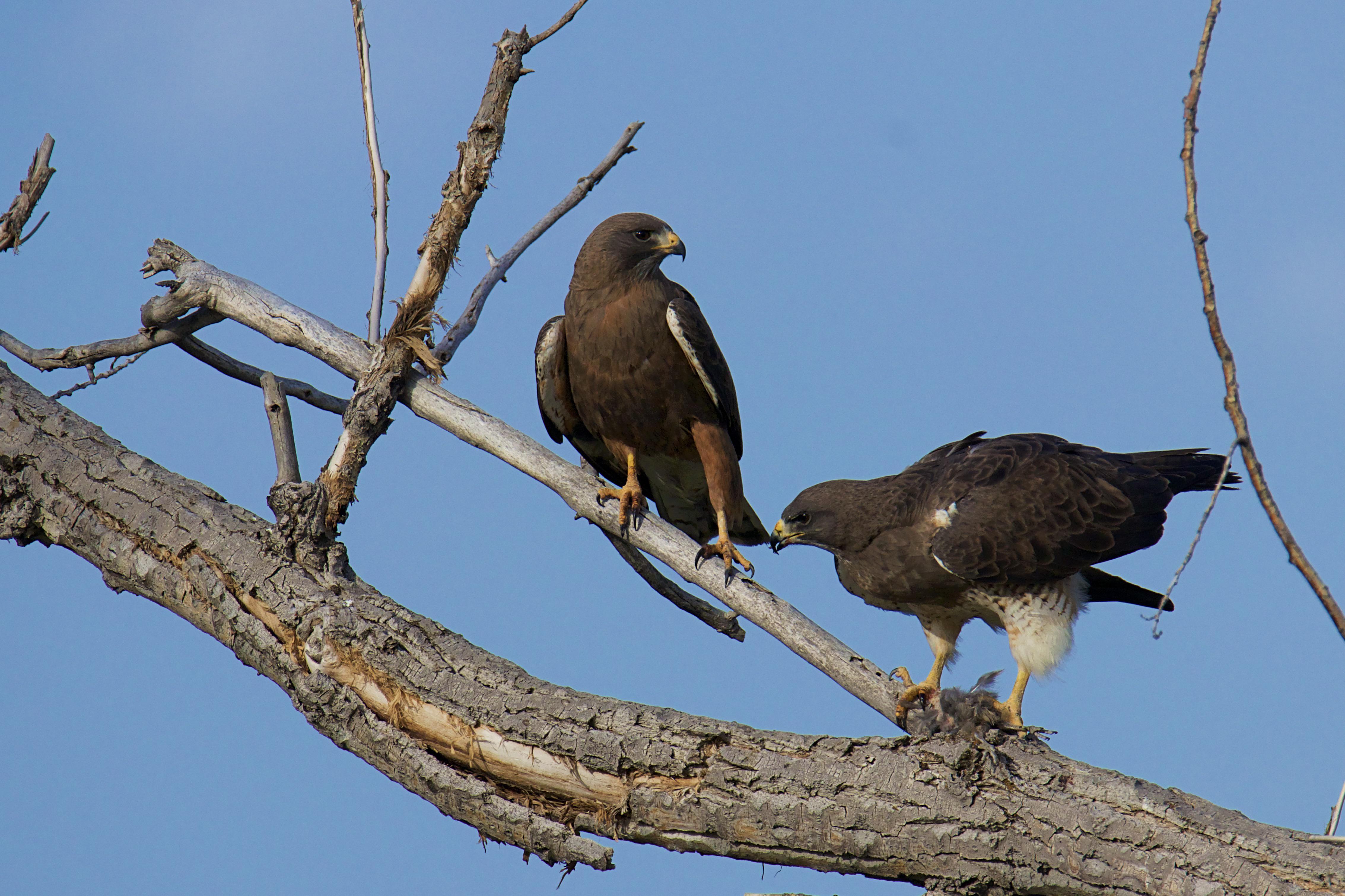 Swainson’s Hawks | Scrolller