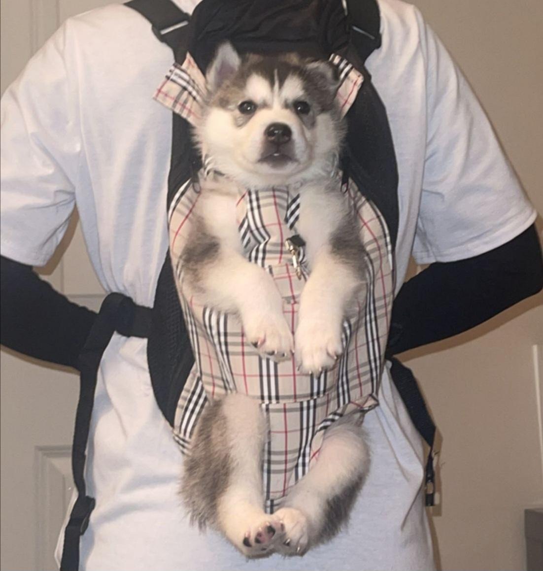 Miloh and Kenzo were always cuddling or fighting!😄💙 | Scrolller