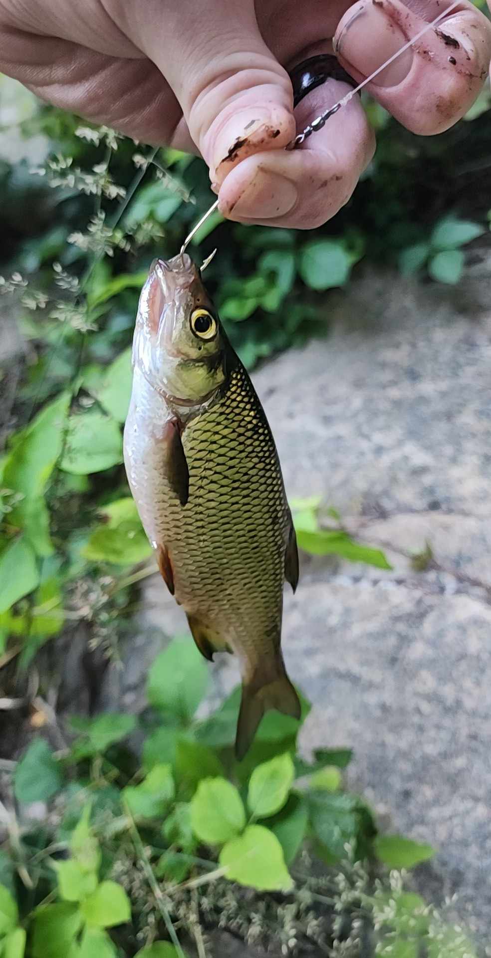 Todays catch and release | Scrolller