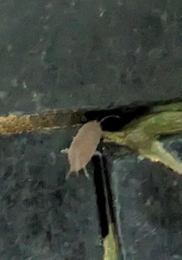 What is this bug | Scrolller