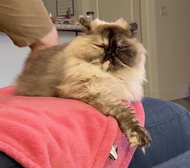 Grumpy airplane. | Scrolller