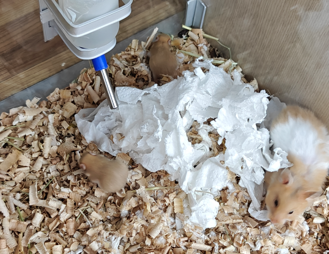 Discover more like Hamsters: Update! and Related Content | Scrolller