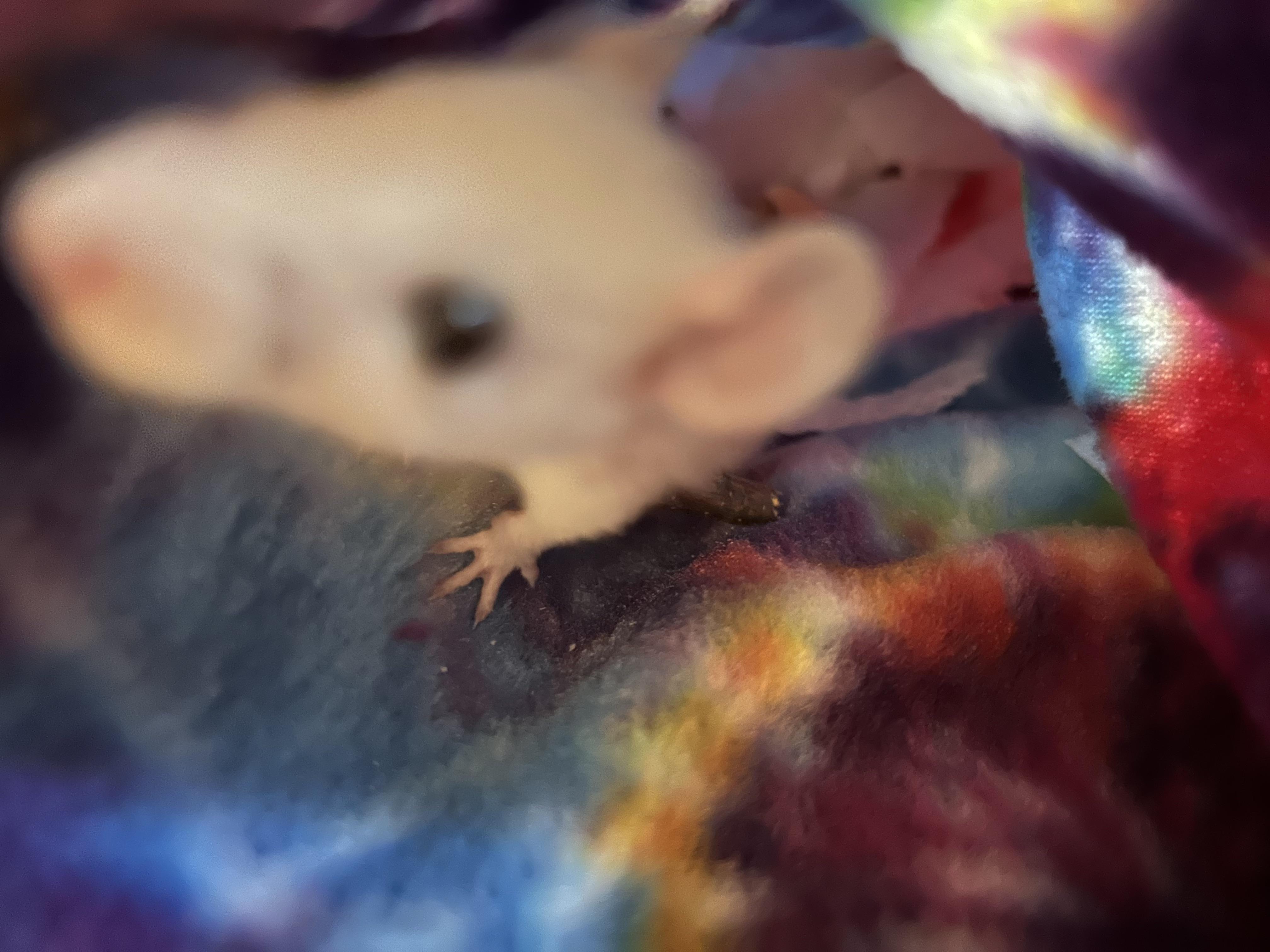 Discover more like RATS: Help naming my new baby? and Related Content | Scrolller