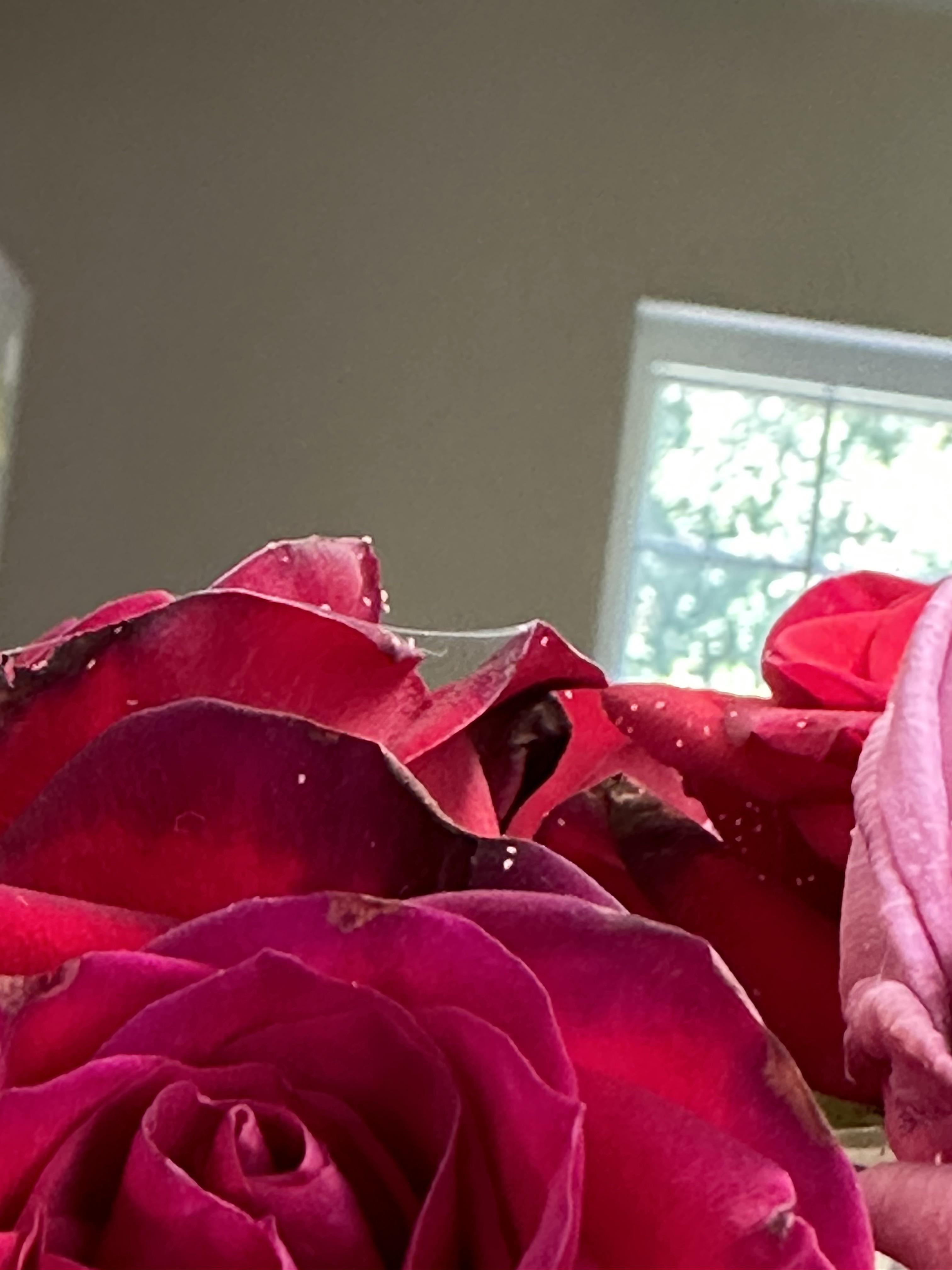 Small white bugs on roses?? | Scrolller