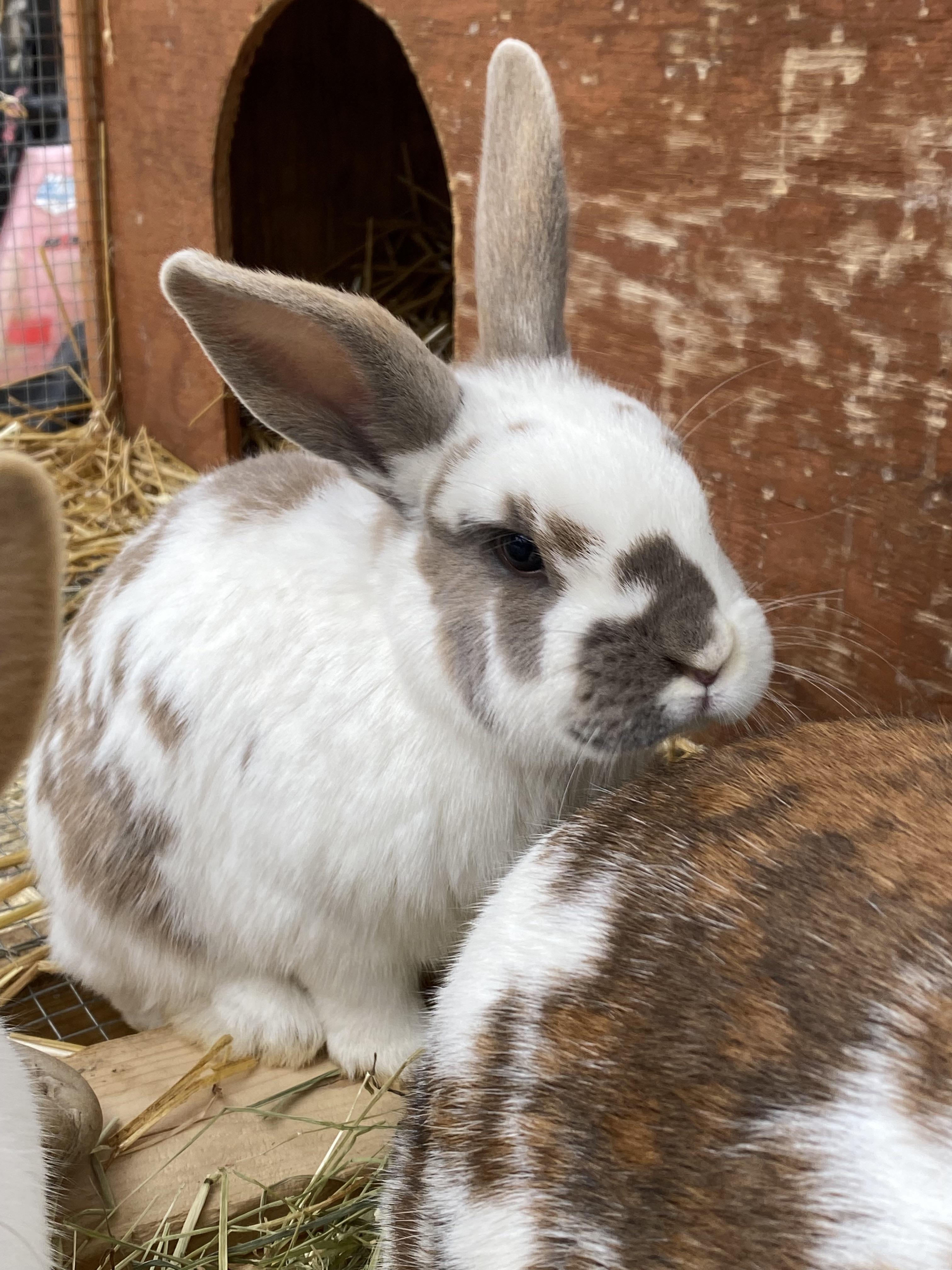 What breed are these rabbits? | Scrolller