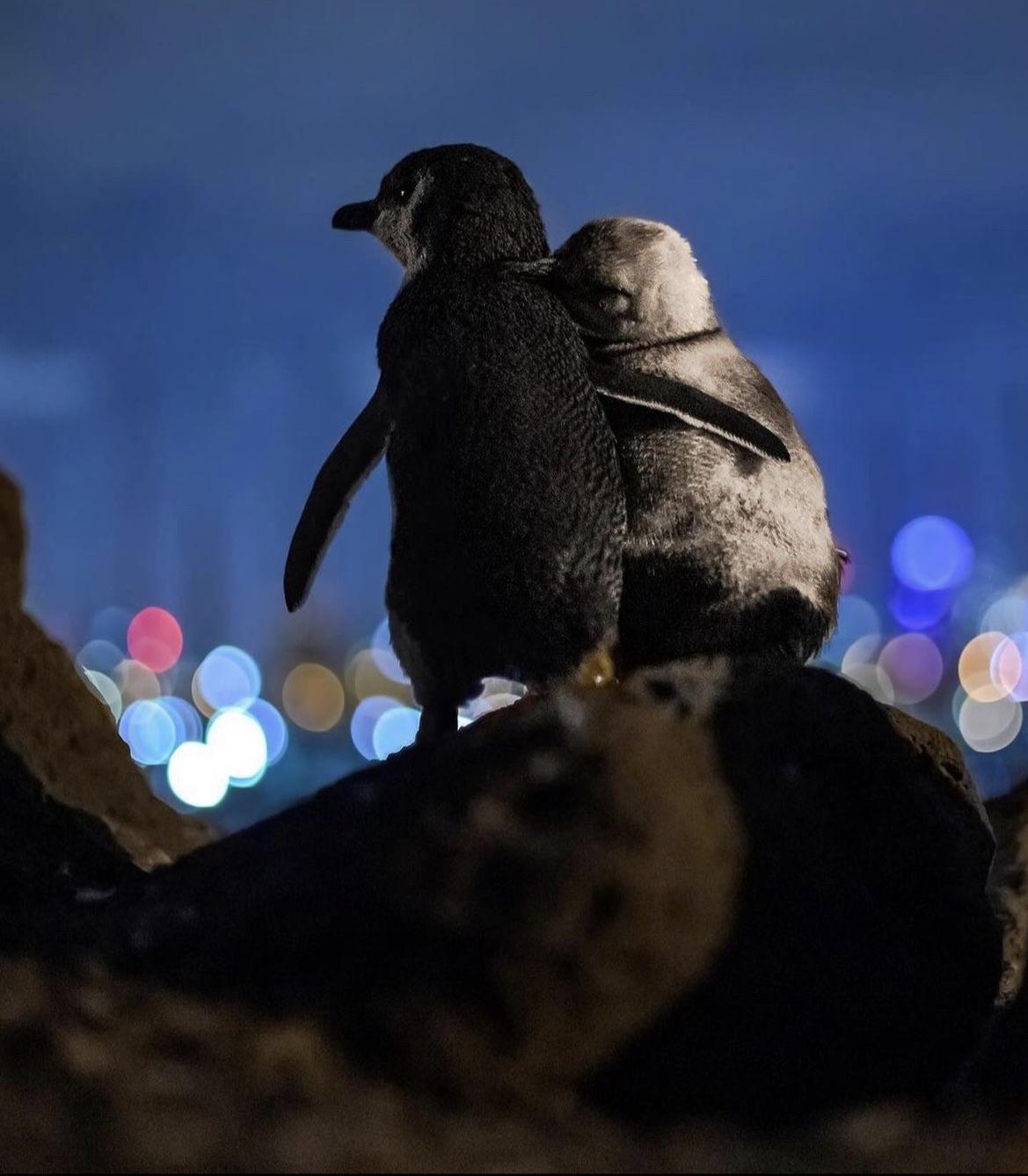 Discover more like Aww: Penguins hugging 🐧🖤 and Related Content | Scrolller