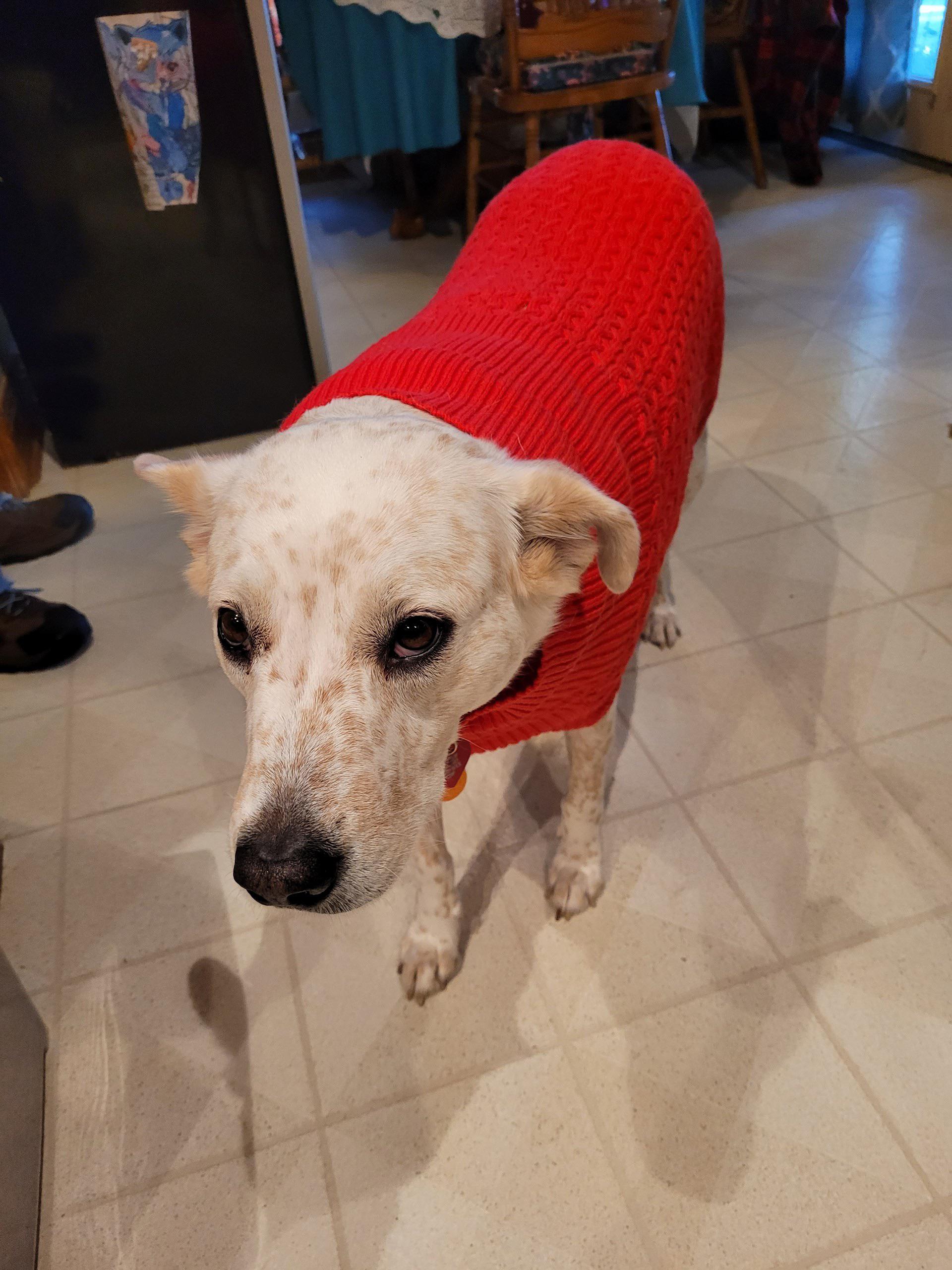 Lia in her Christmas vest. | Scrolller