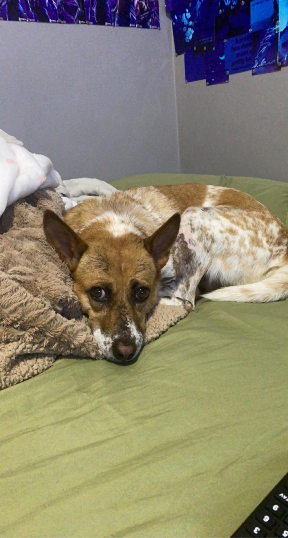 (OC) my dog Gracie | Scrolller