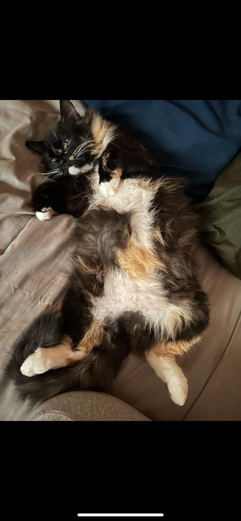 Triple belly attack | Scrolller