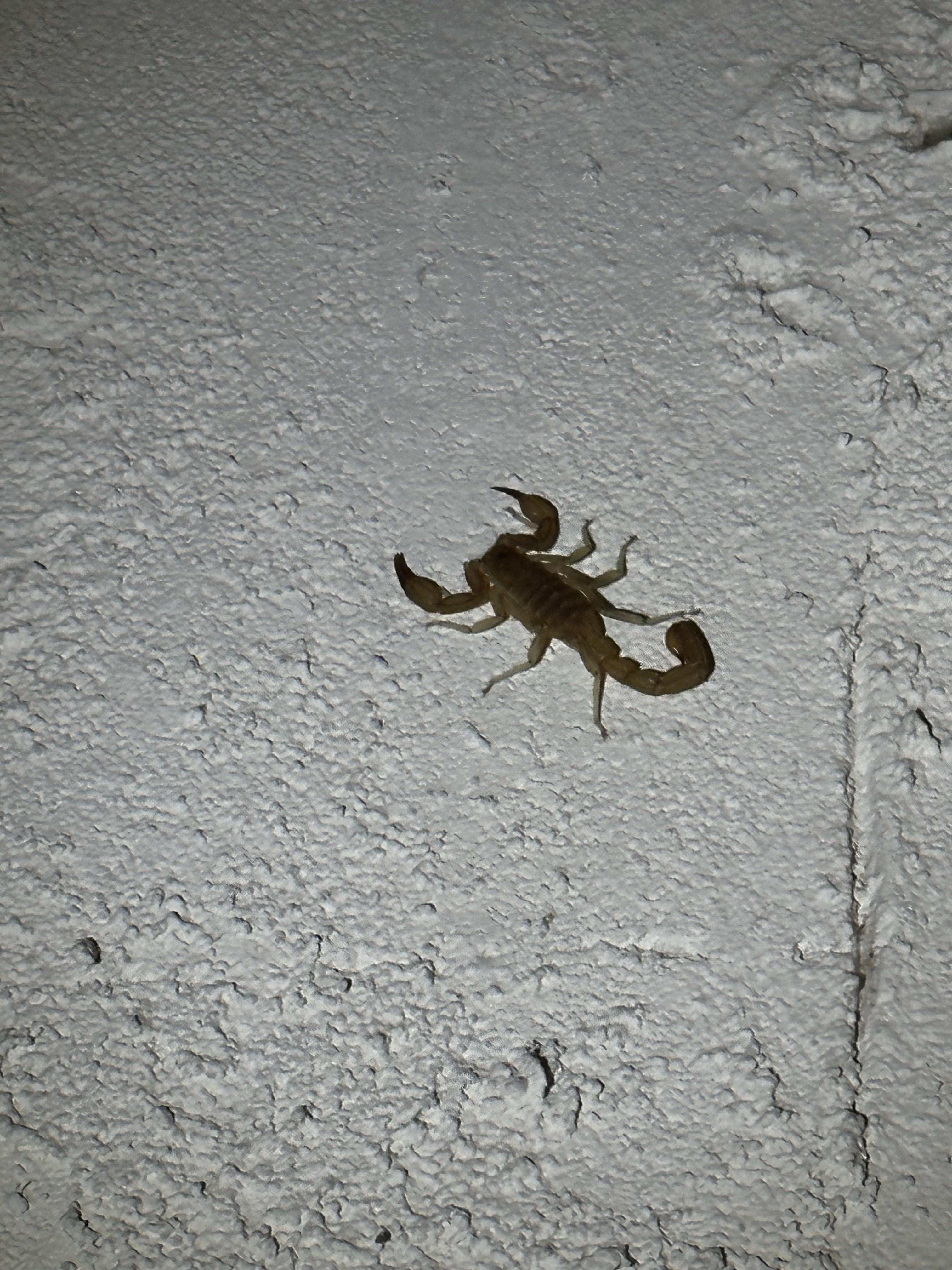 What kind of scorpion is this? | Scrolller