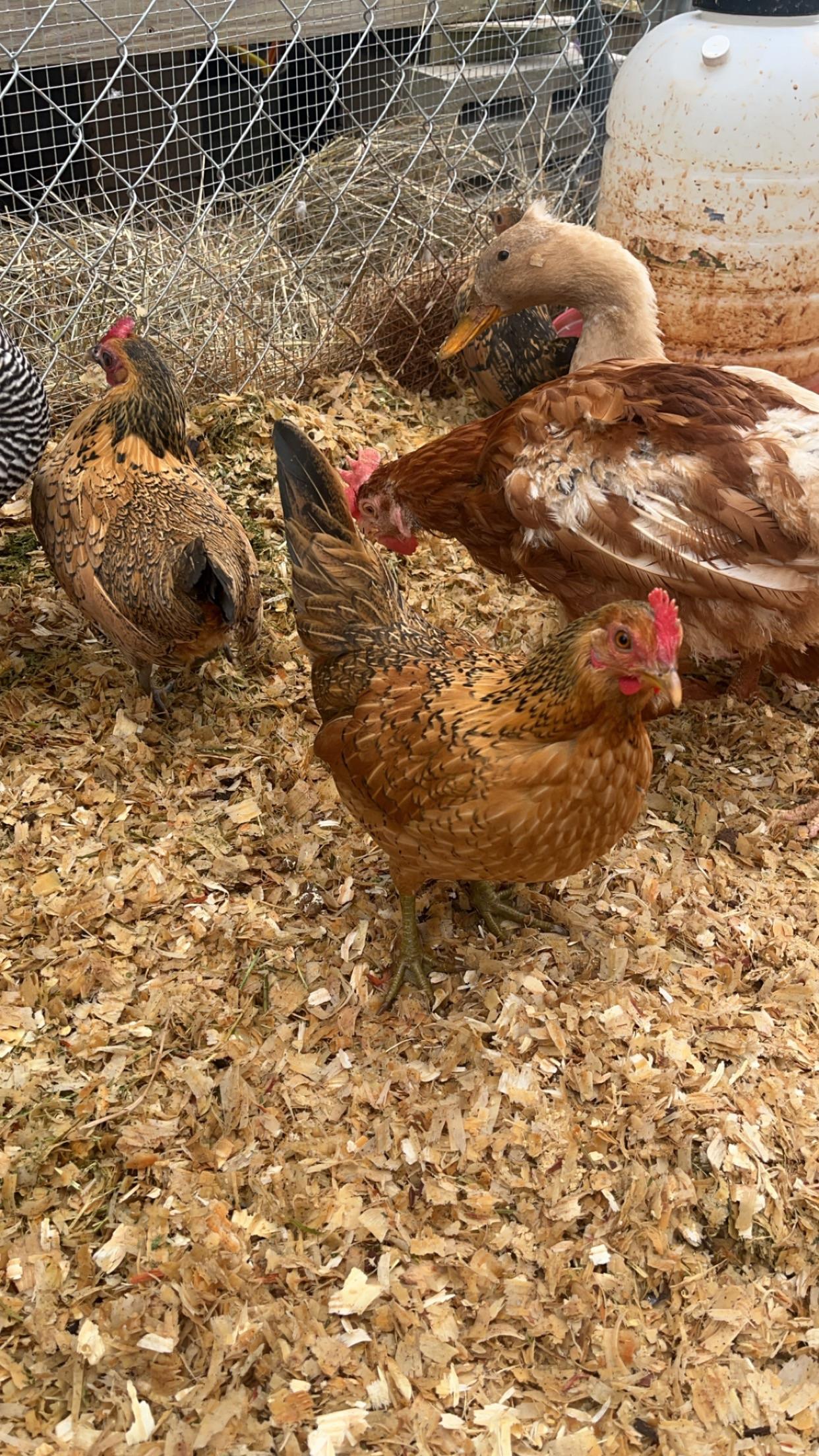 Can anyone identify any breeds? | Scrolller