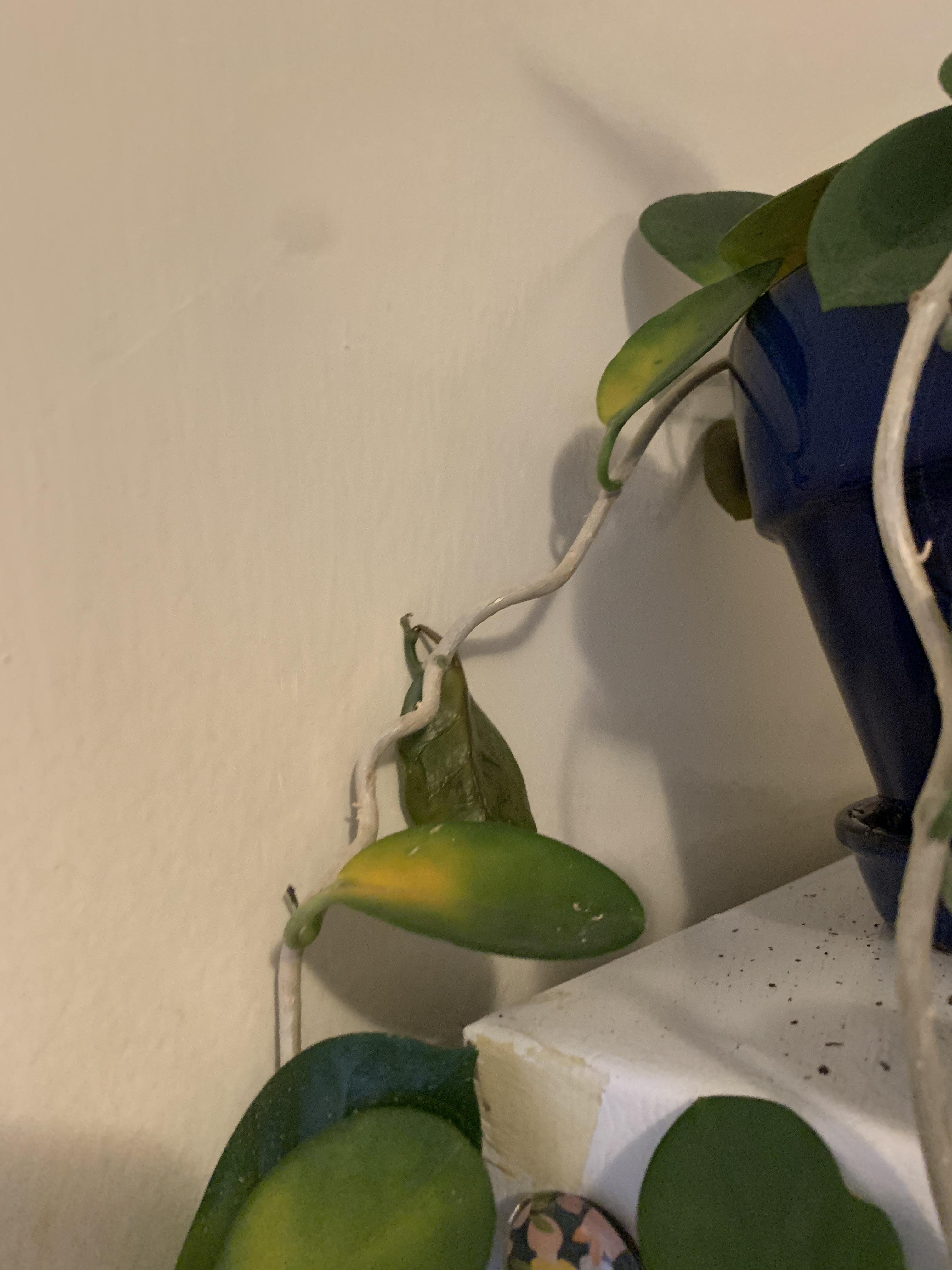 Hoya Help! | Scrolller