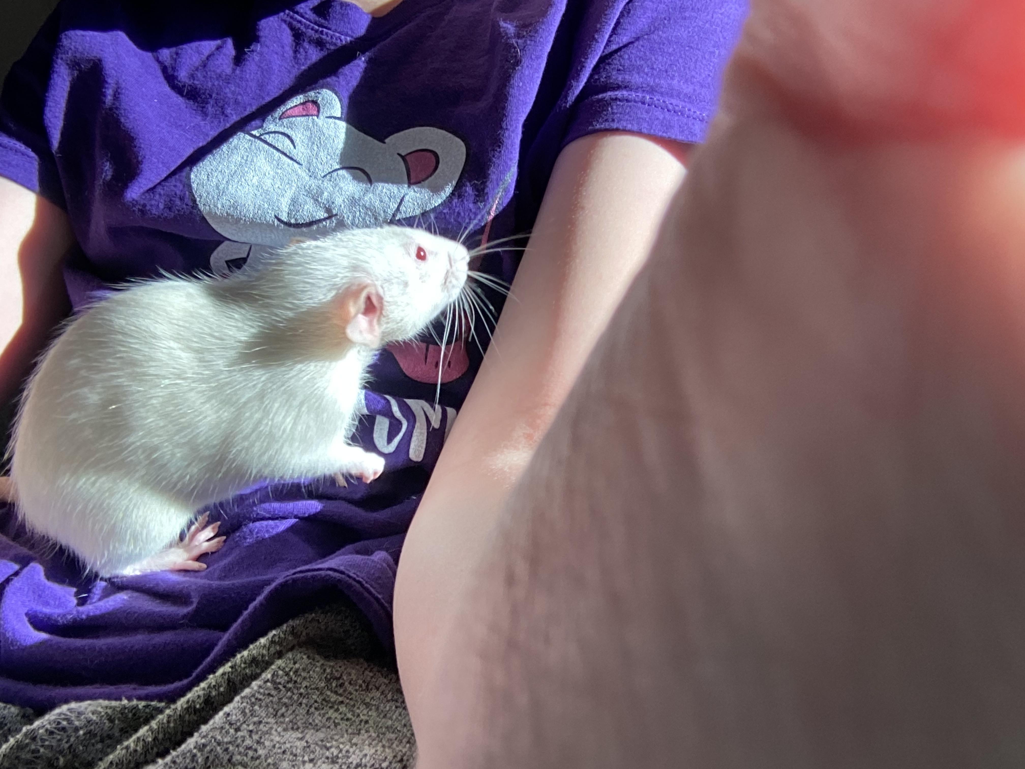 Discover more like RATS: Just got these babies today