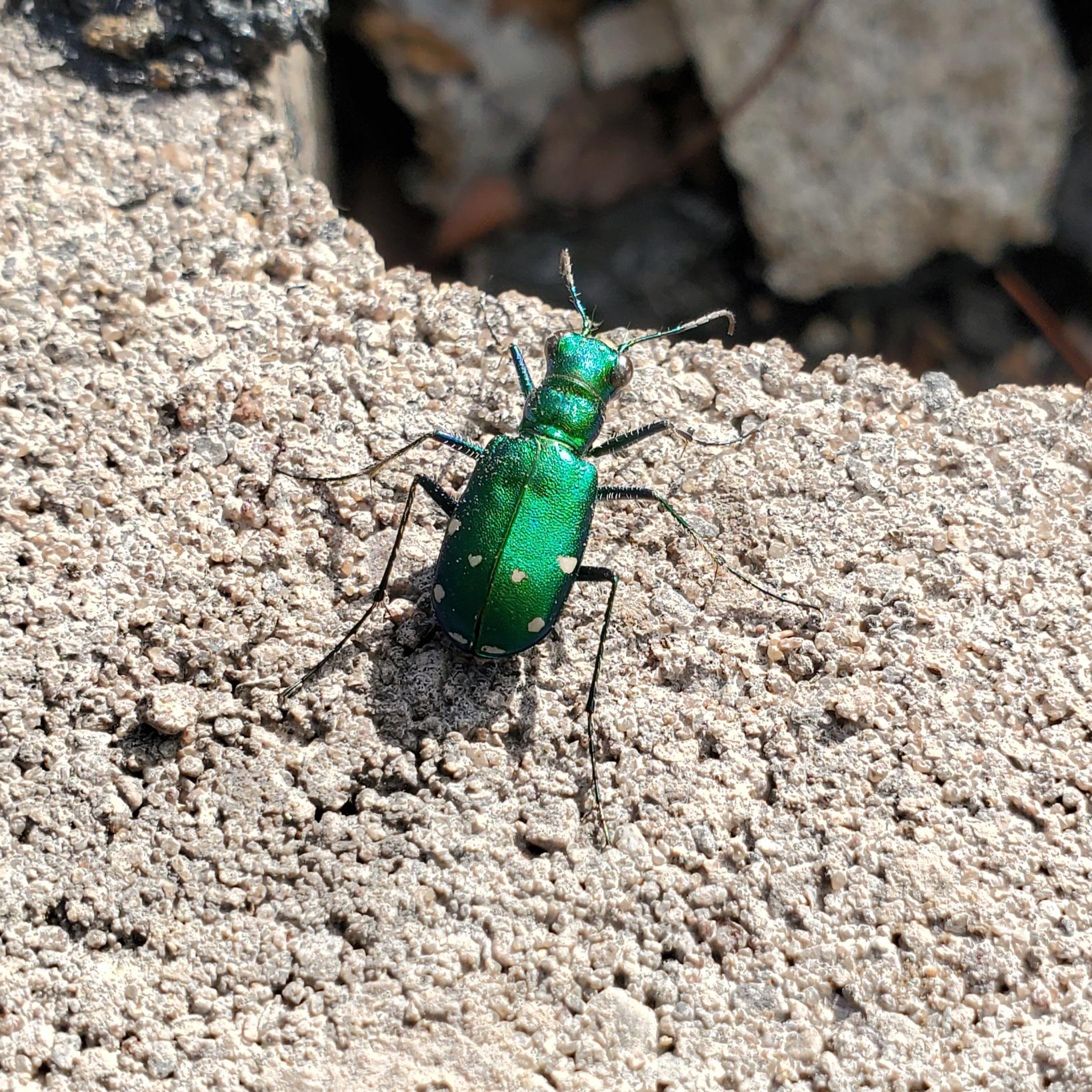 One of the prettiest critters I've seen! Anyone know? Upstate NY. | Scrolller