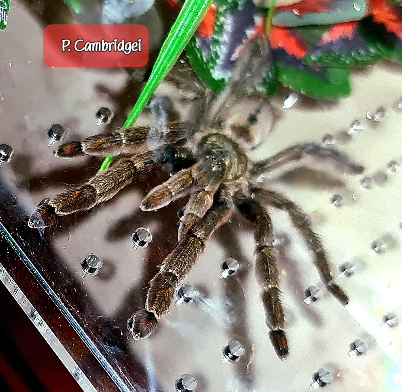 New P. Cambridgei, Named Carnage! | Scrolller