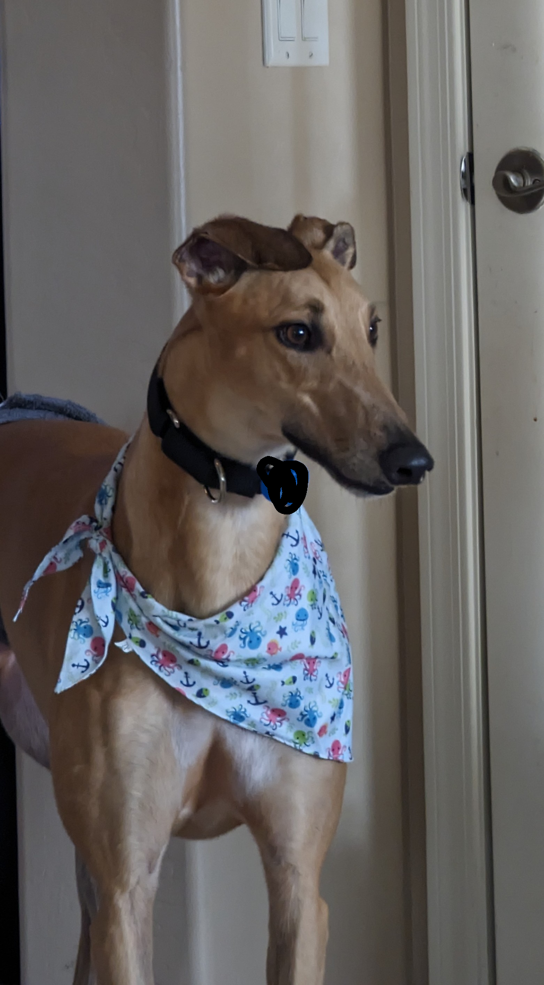 Our foster boy! | Scrolller