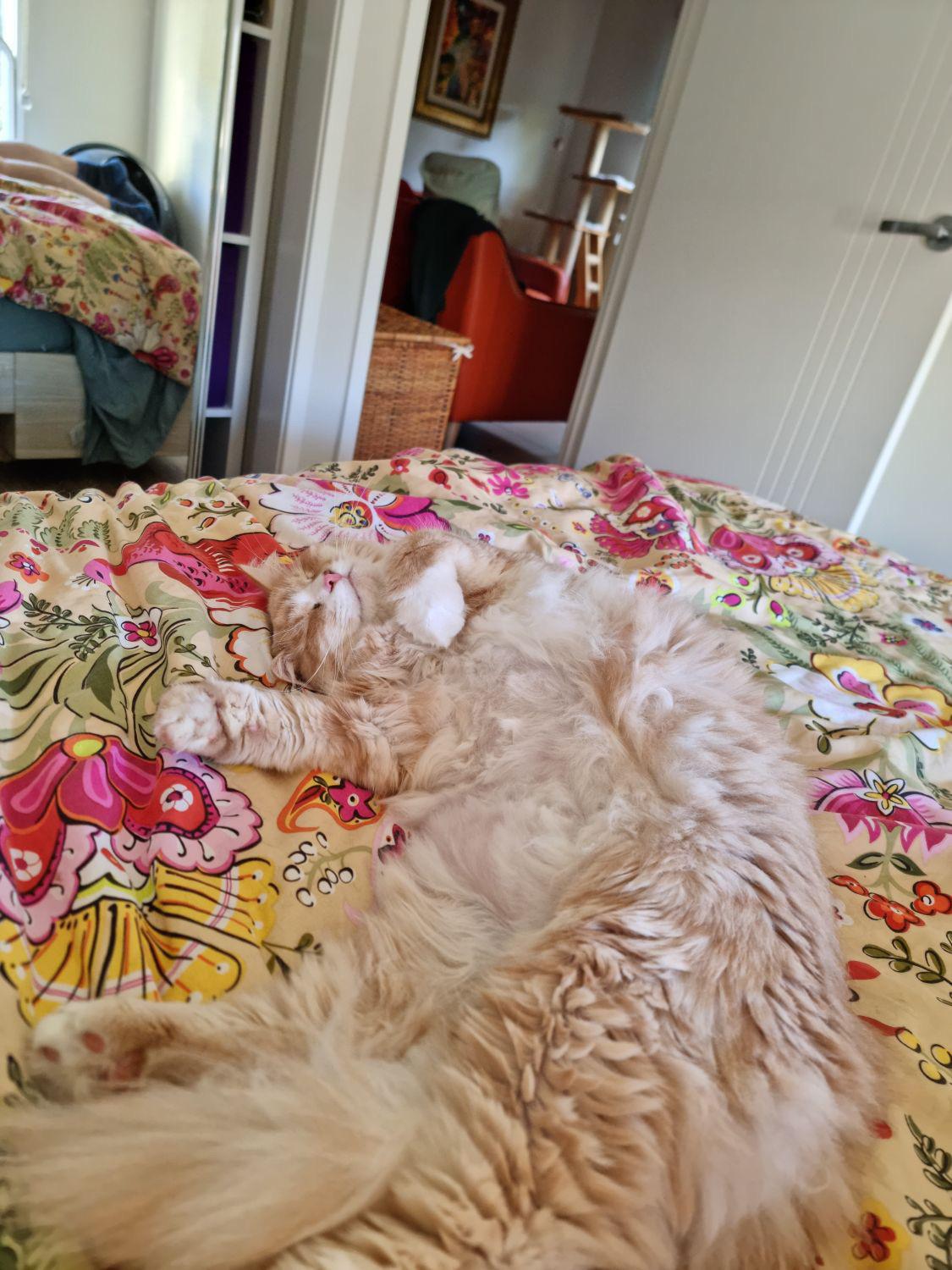 Odin and Salem - my two gorgeous brothers. | Scrolller