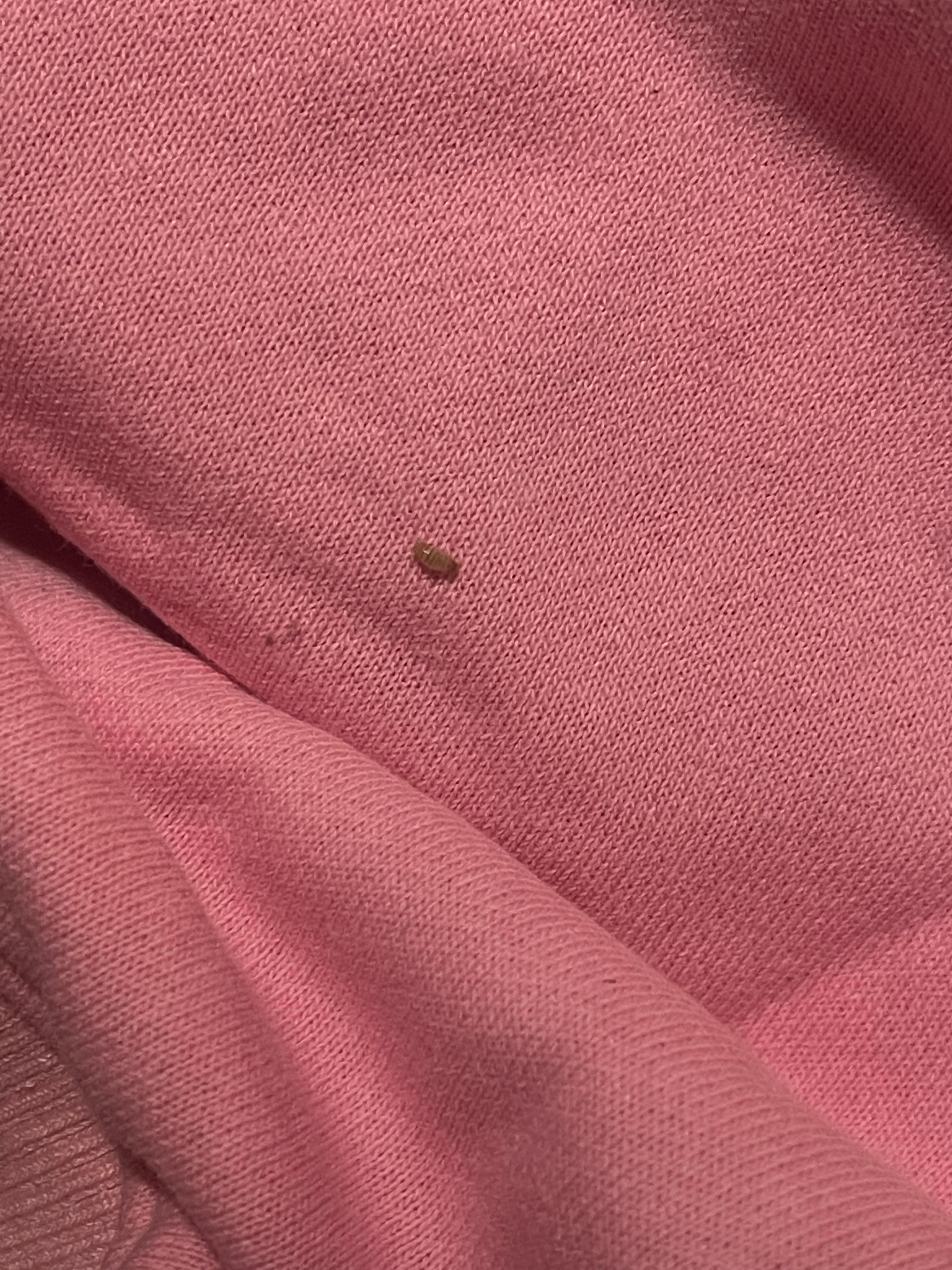 Identify Tiny Bug | Scrolller