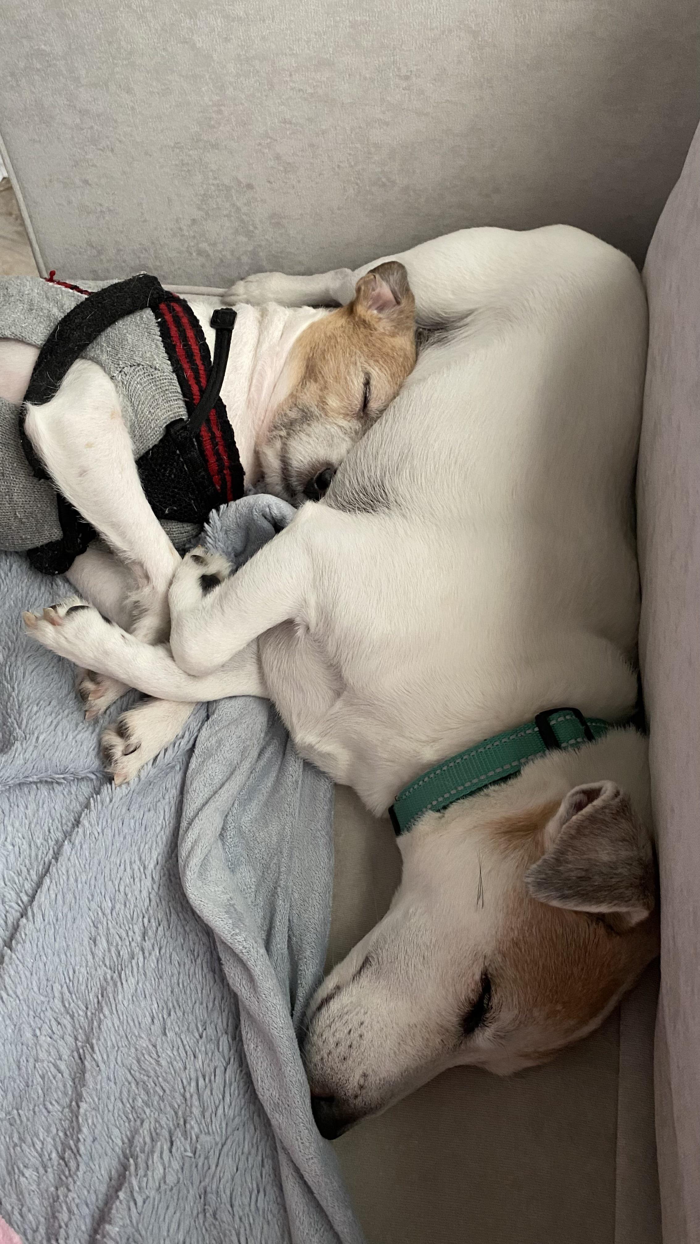 (OC) They love to cuddle! | Scrolller