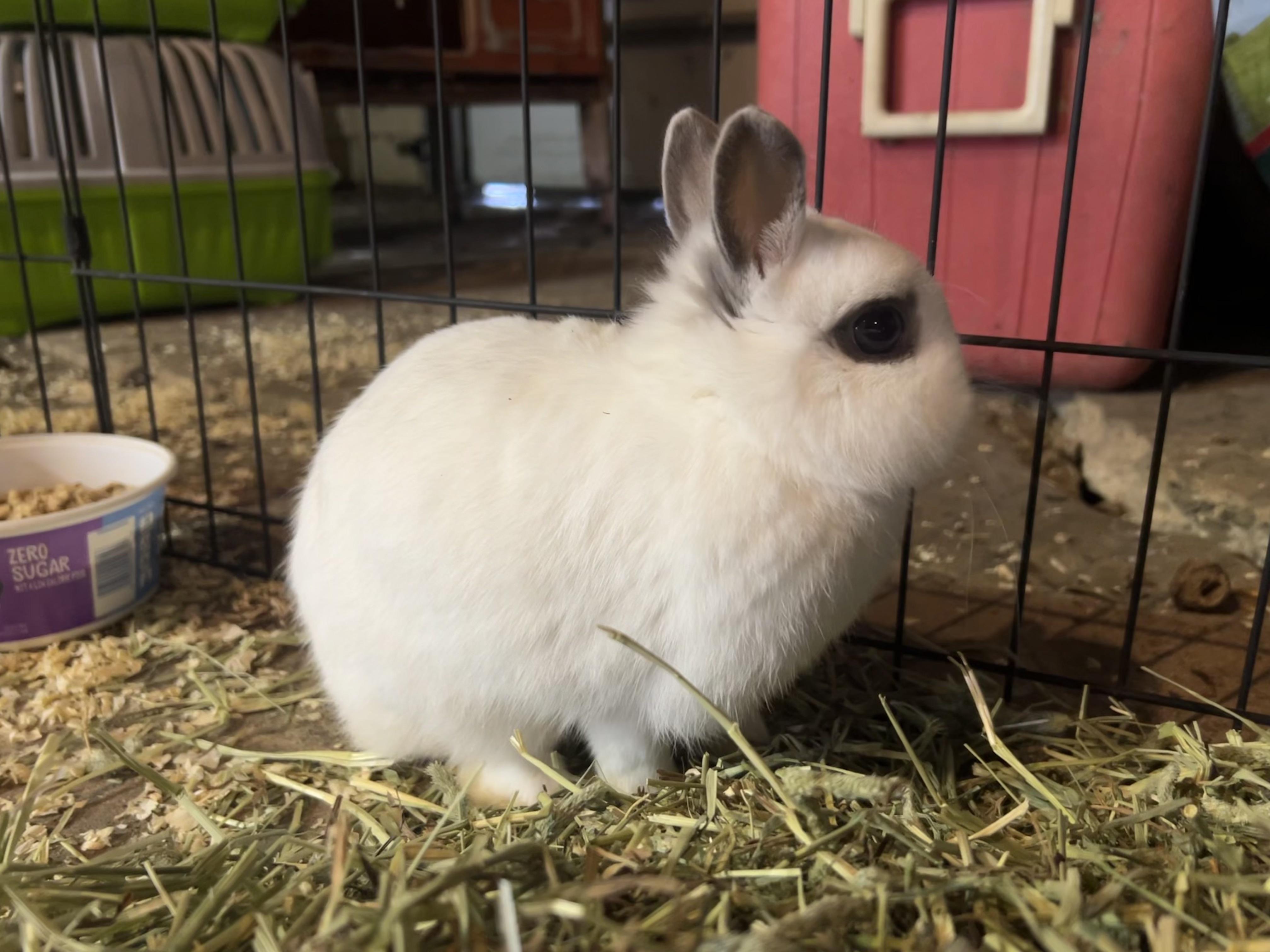 Breed ideas? Guy abandoned her in a house when he moved out. Hotot ...