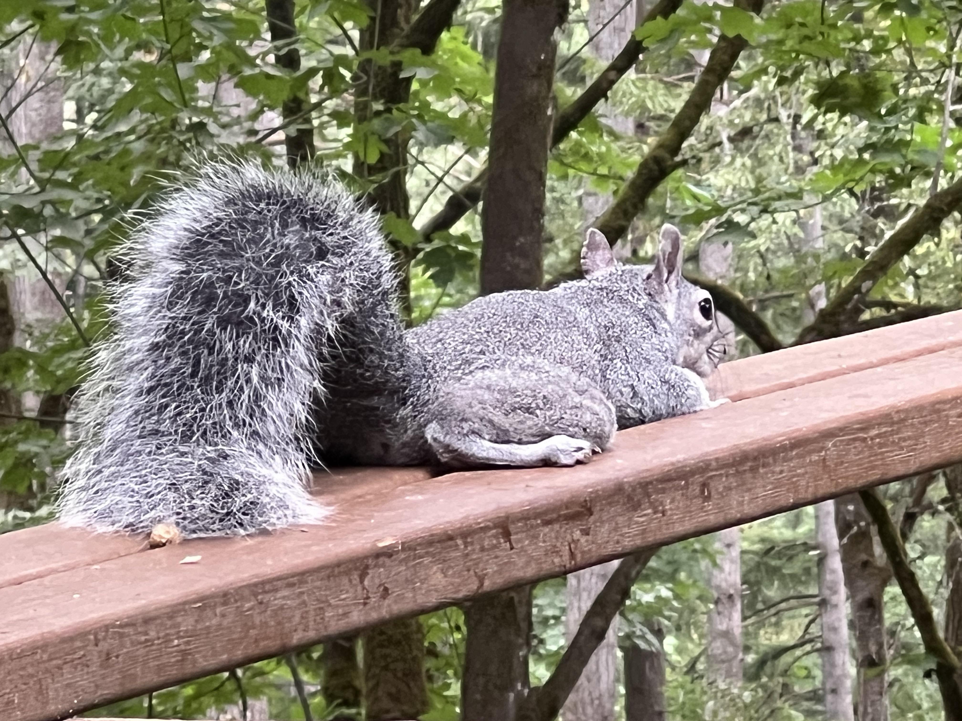 Enjoying his Bridge | Scrolller