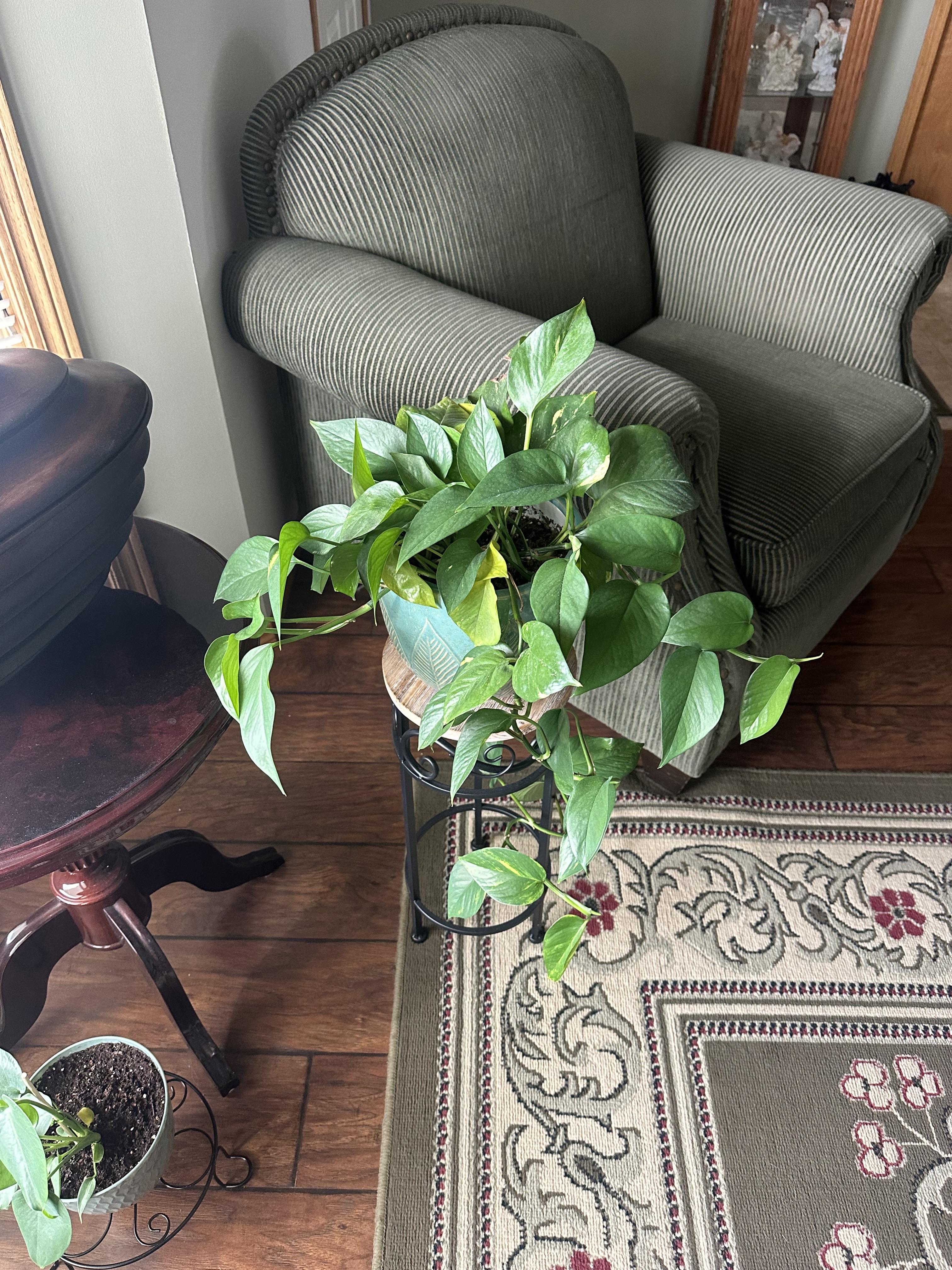 Help!! Can anyone tell me why my Pothos’ leaves are yellowing? | Scrolller