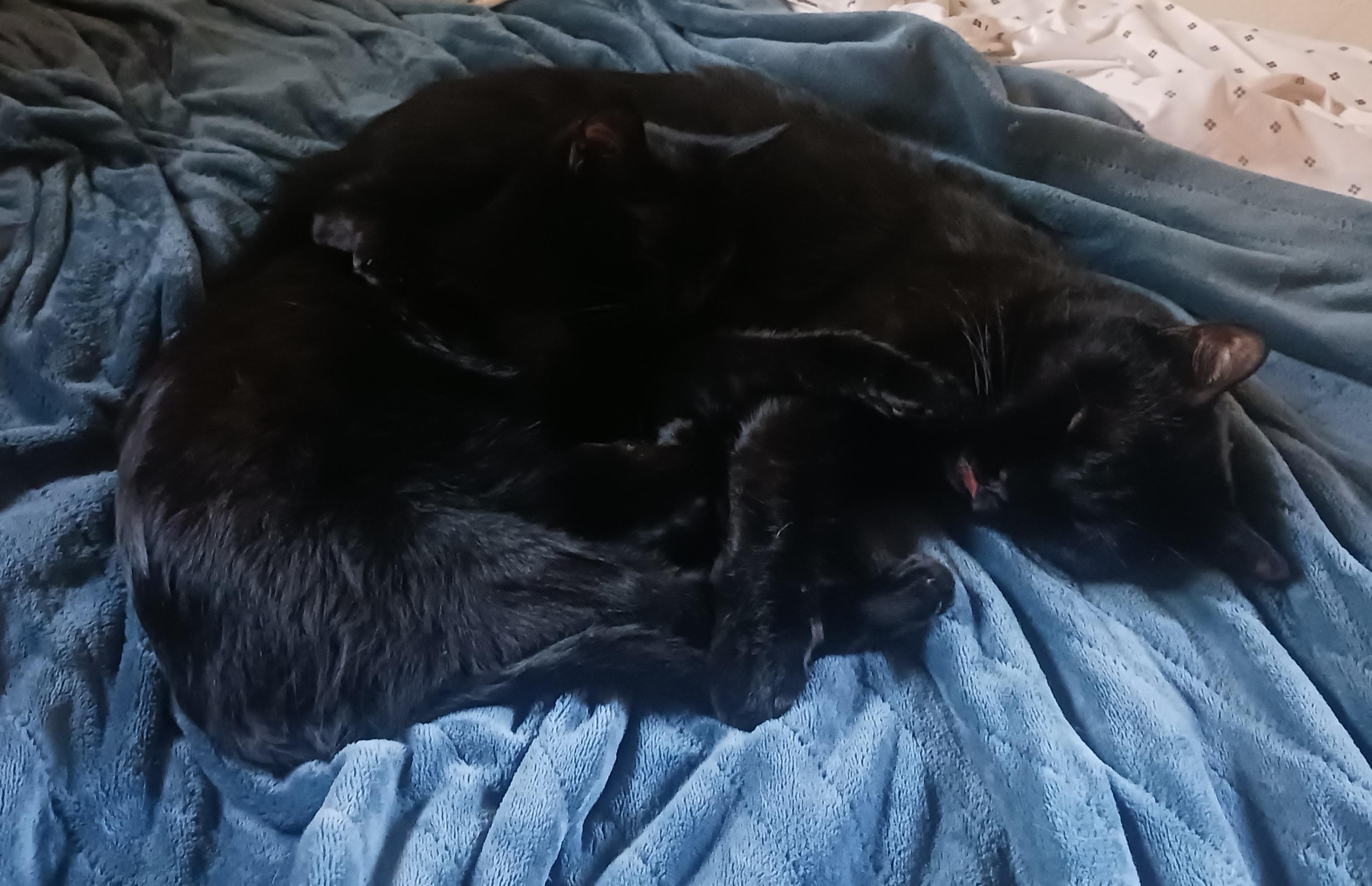 Void Monster | Scrolller