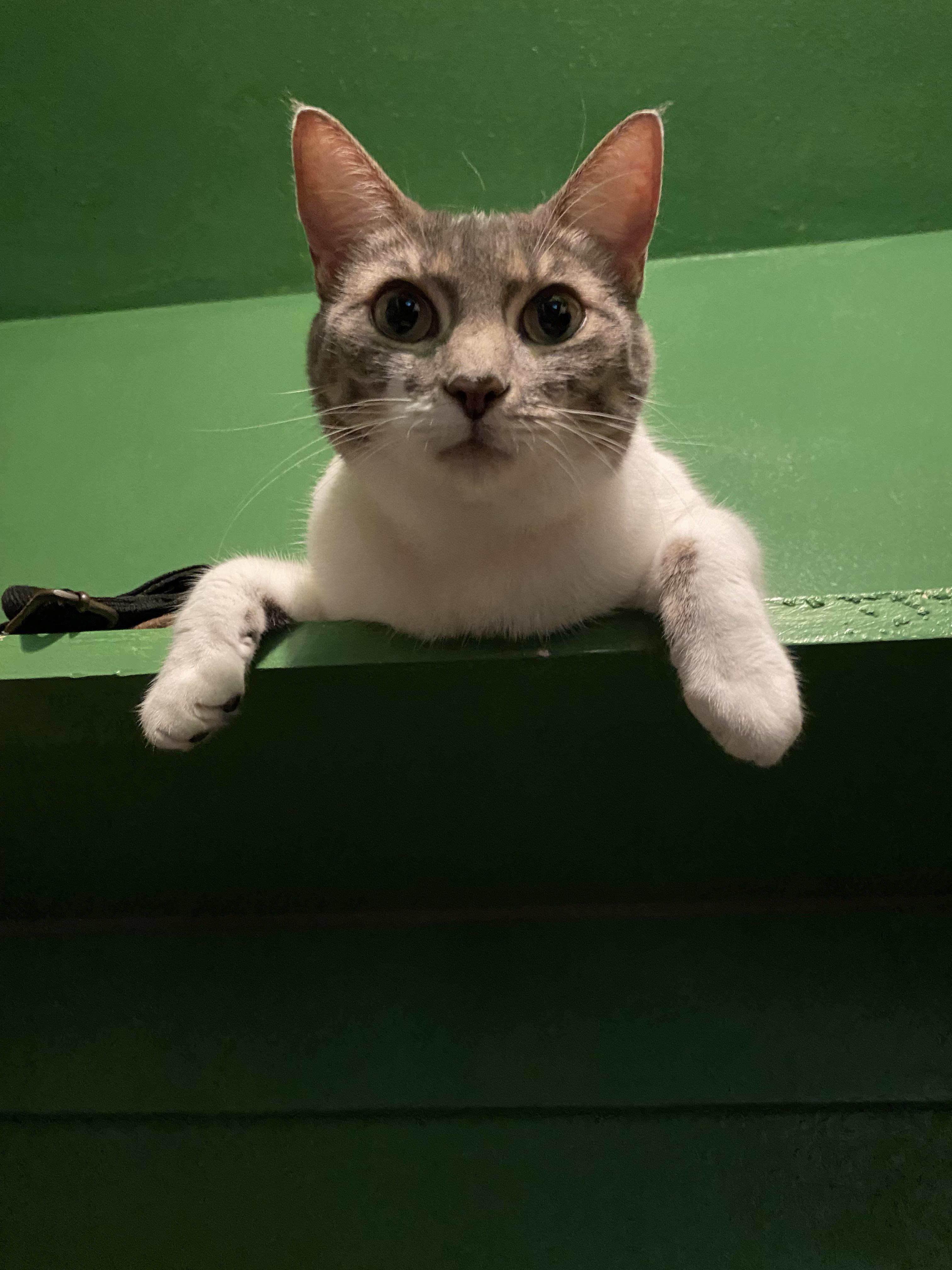 Closet Creature | Scrolller