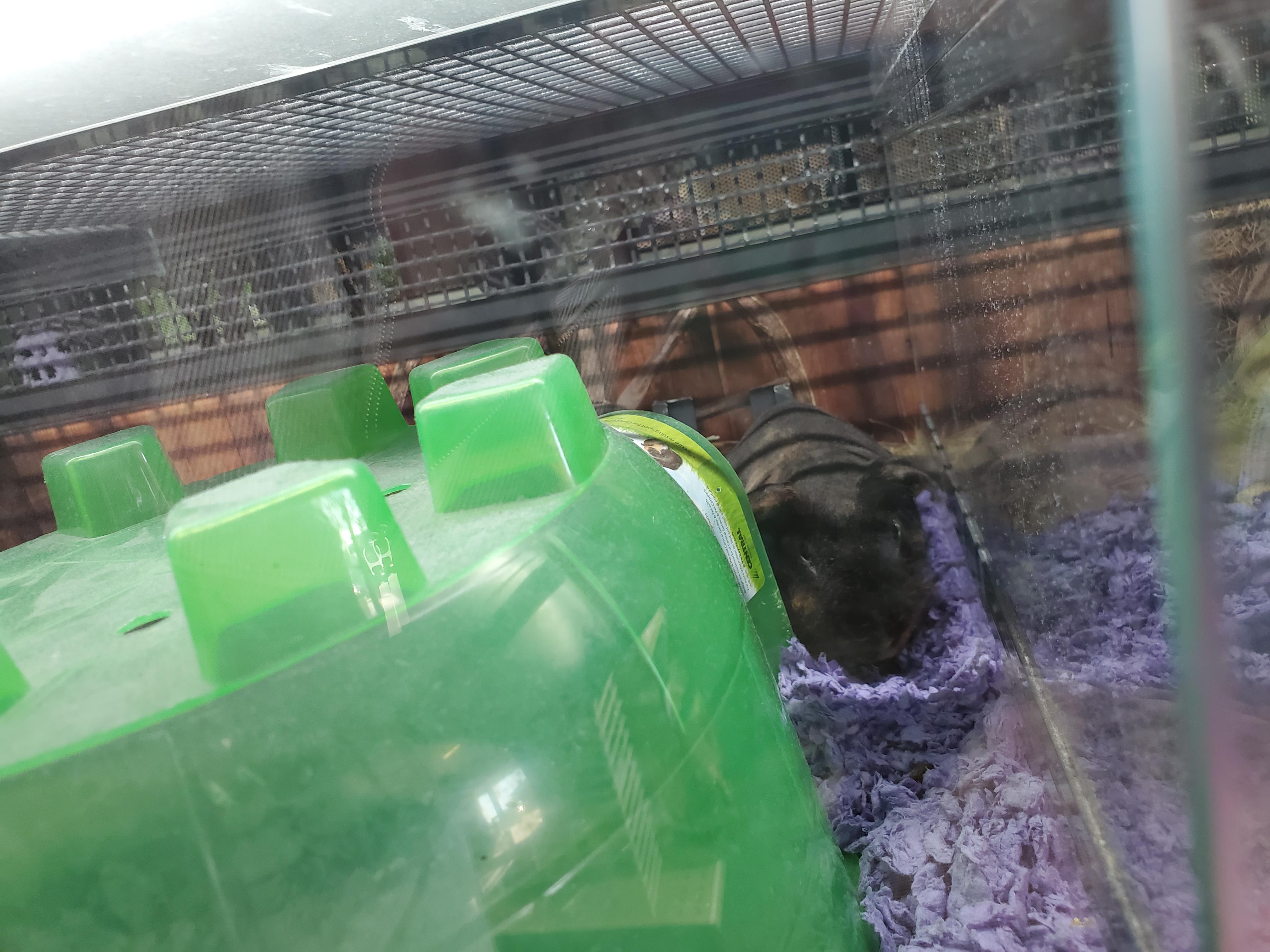 Skinny Piggies needs a home | Scrolller