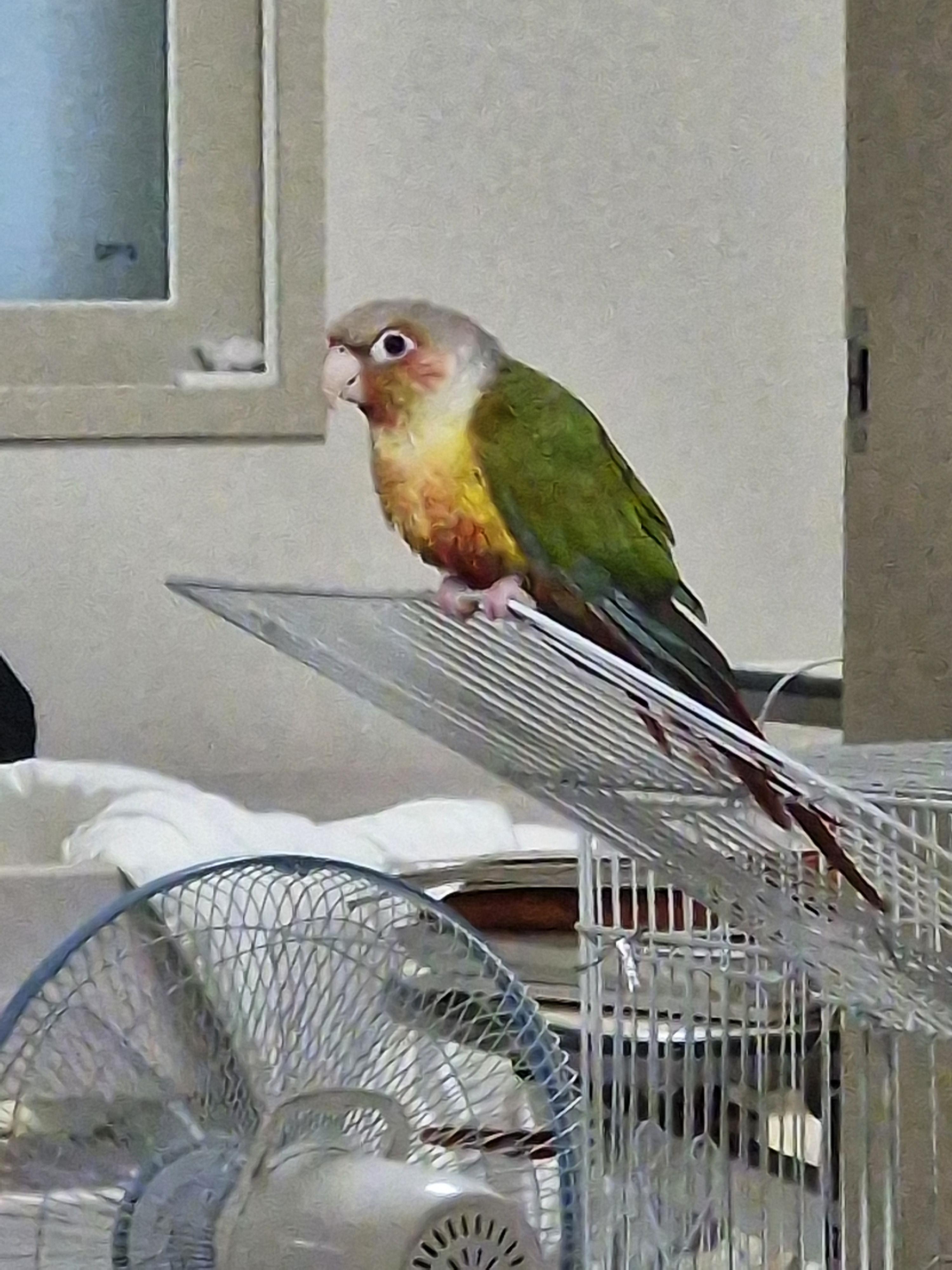 Discover more like Parrots: He is so 😍 and Related Content | Scrolller