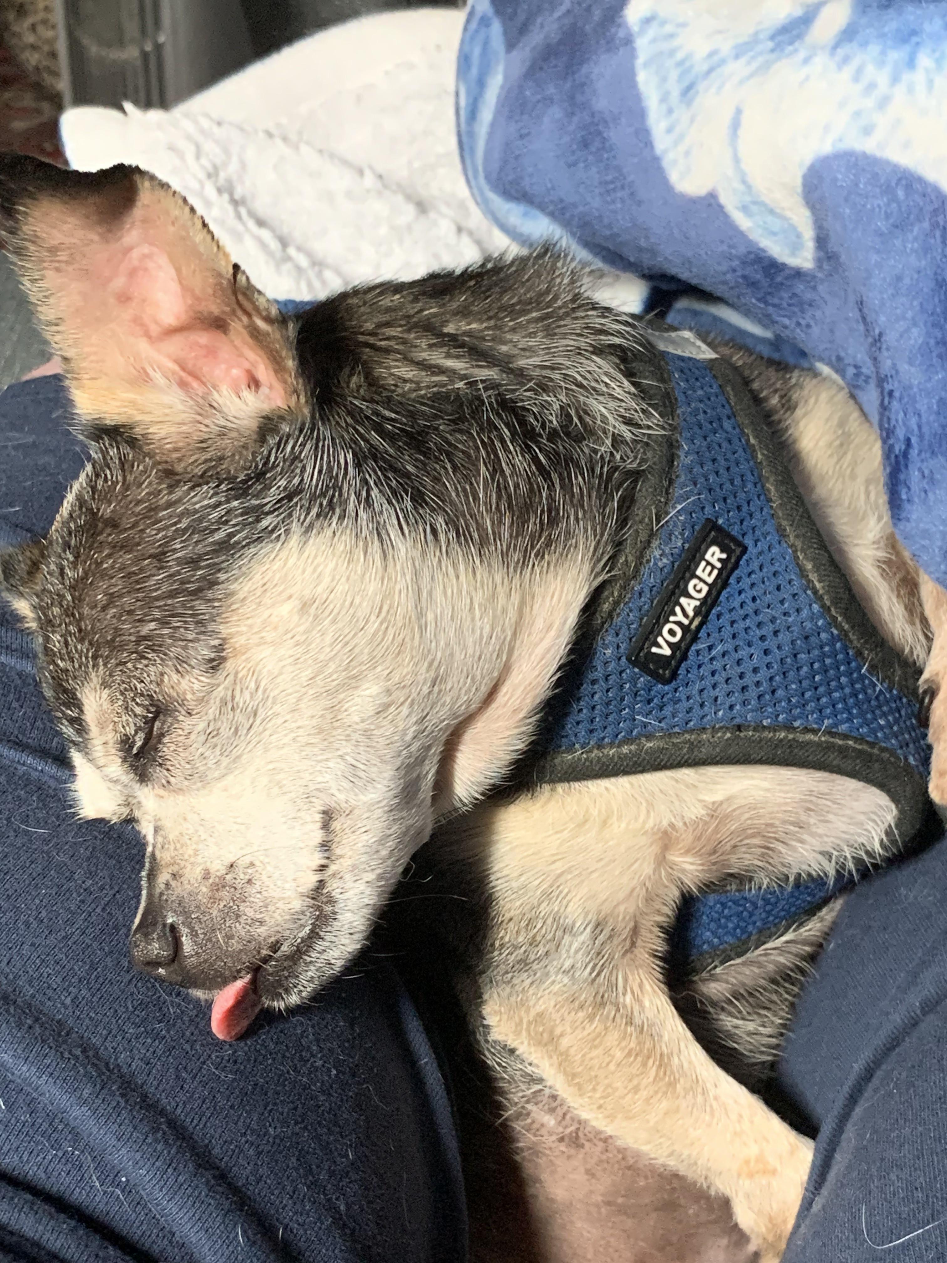 Post nap yawn from Gracie | Scrolller