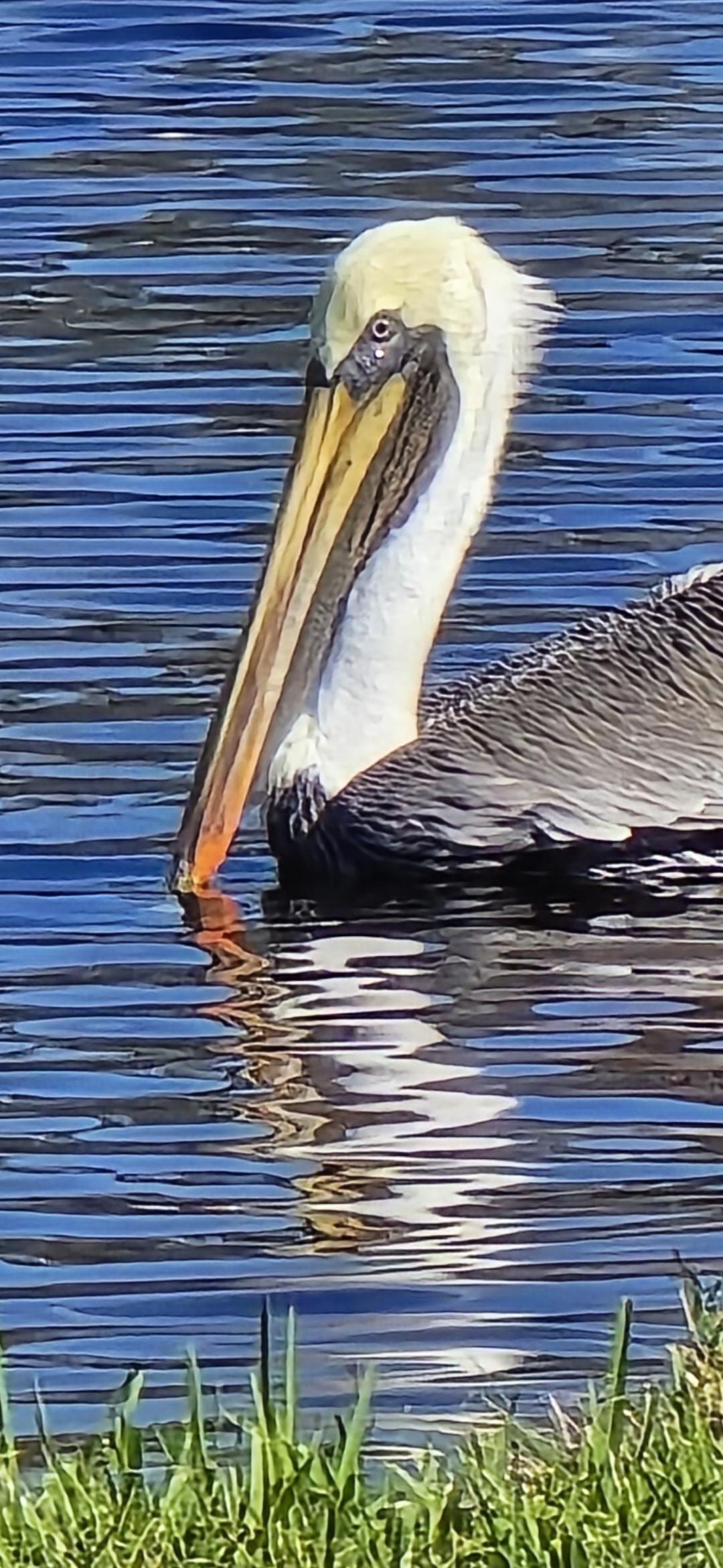 Dapper pelican posing | Scrolller