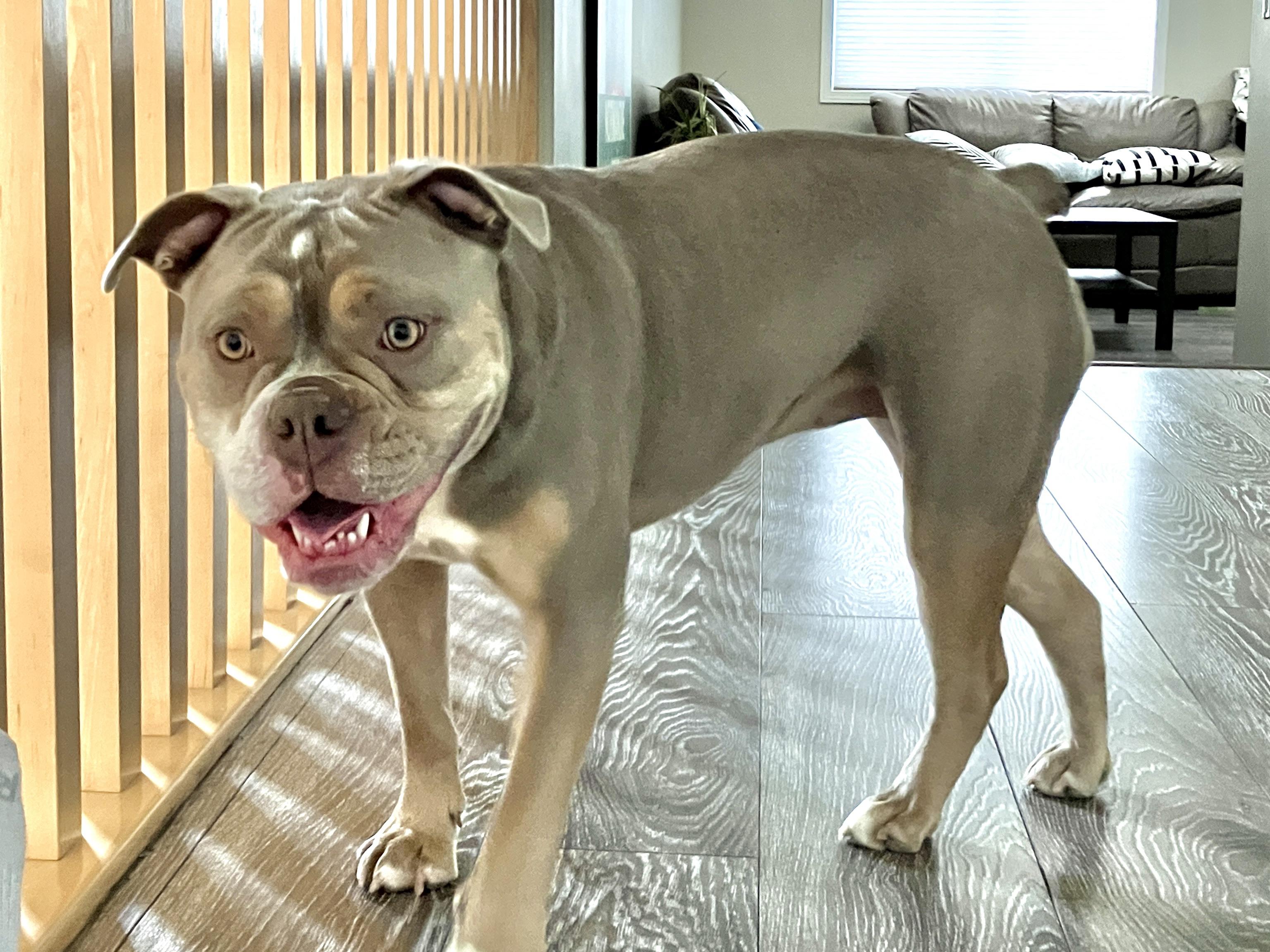 Meet Hazel (our lilac tri color OEB) | Scrolller