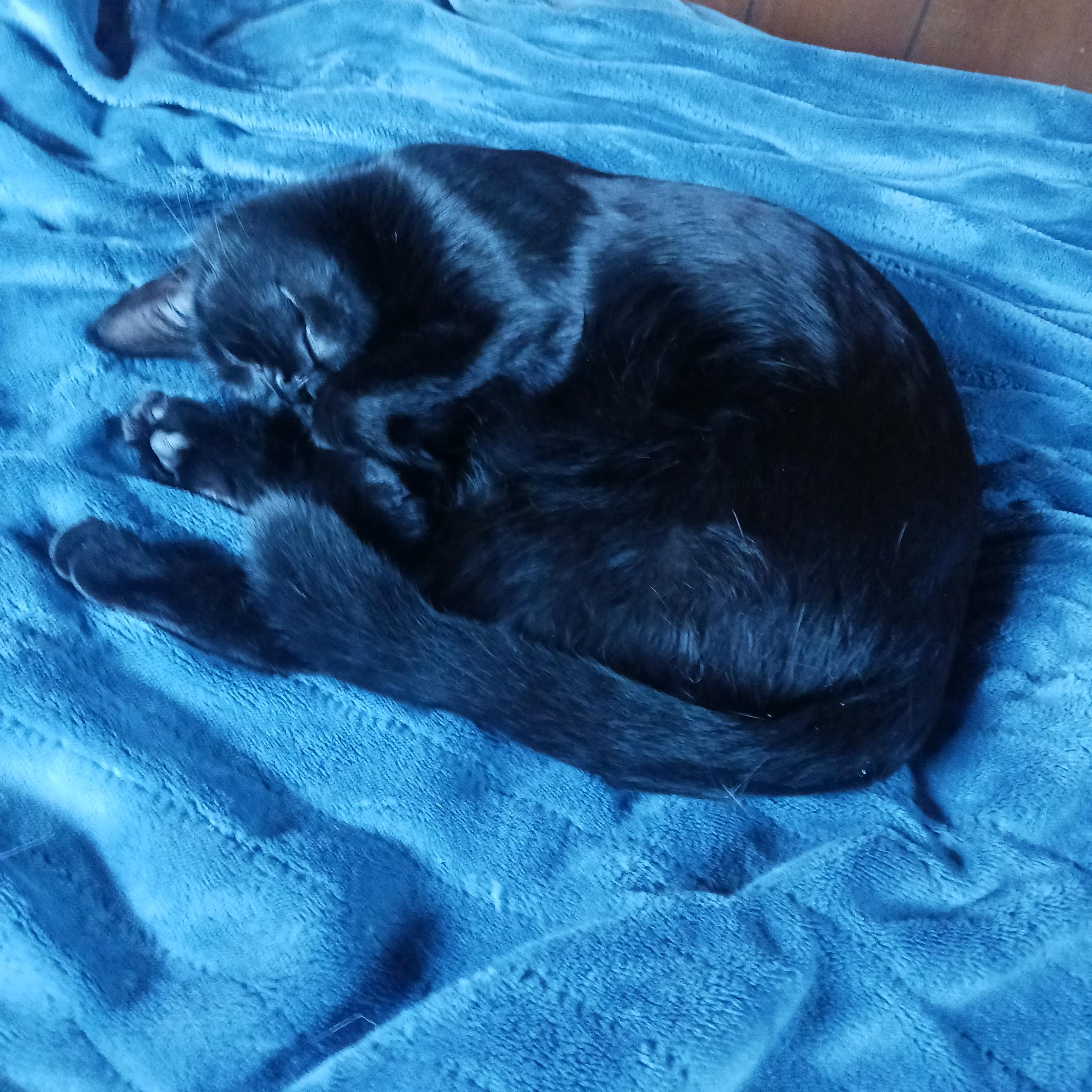 Mr. Raven | Scrolller