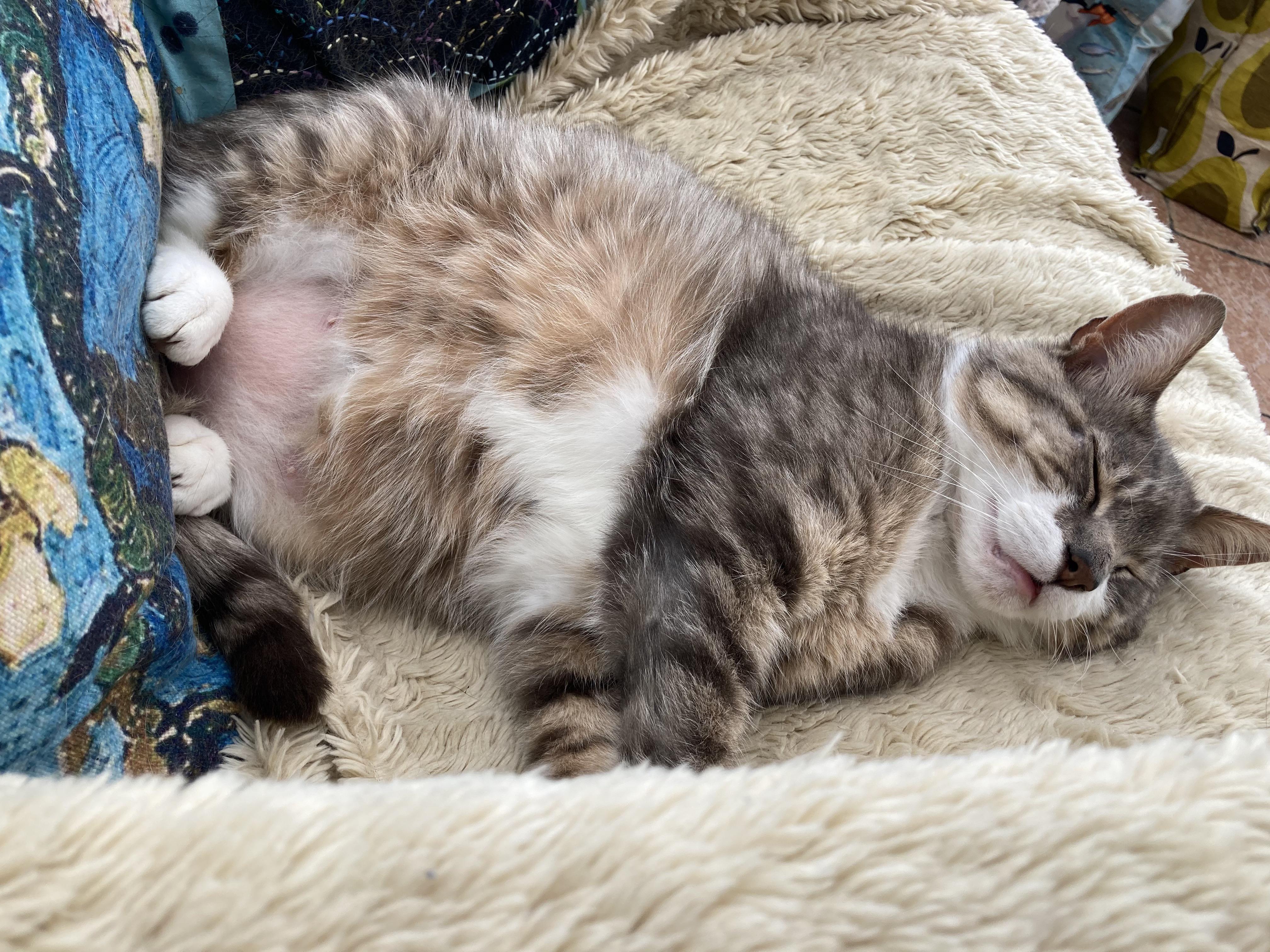 Aspen belly | Scrolller