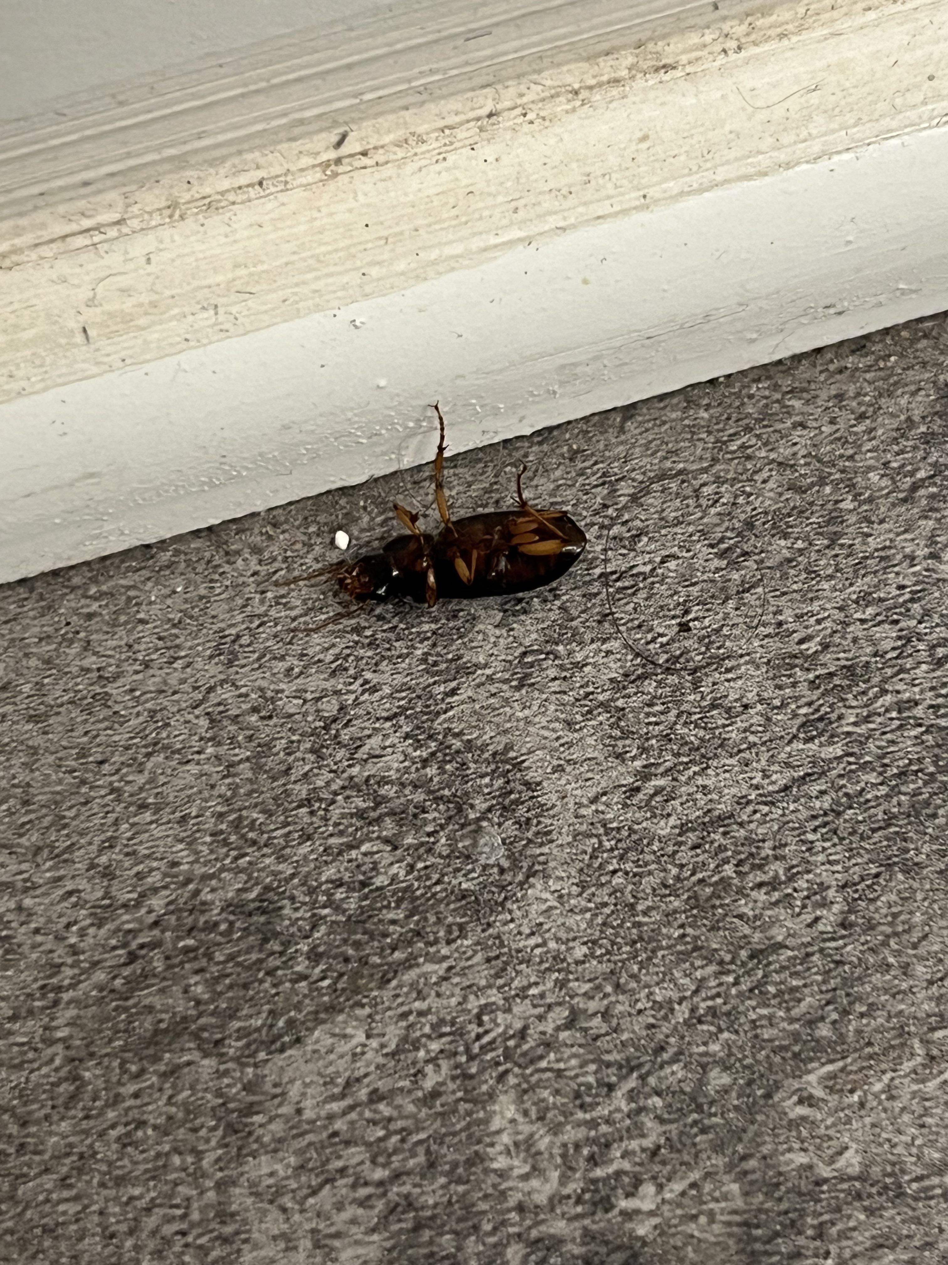 What is this beetle? | Scrolller