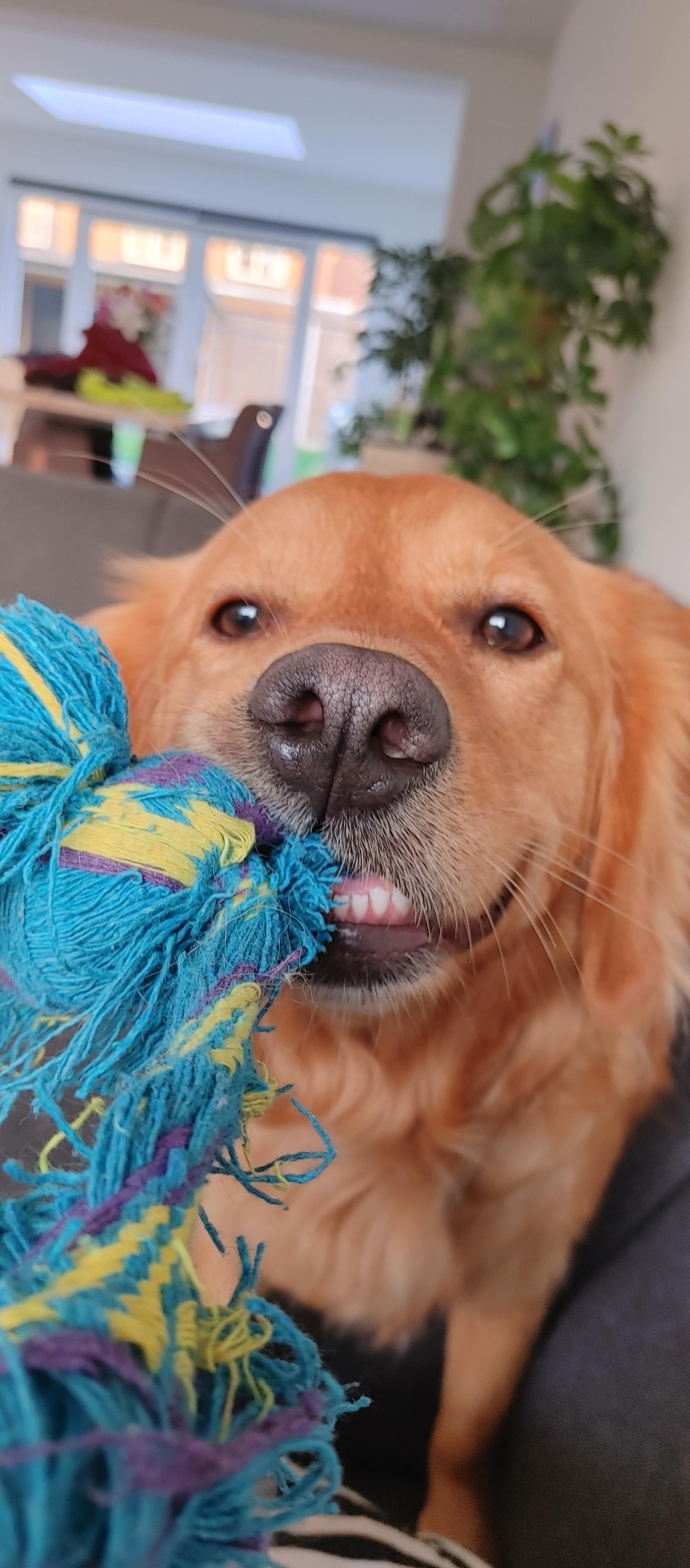 Two years ago today, we took her home! Happy gotcha day Nami! ️ | Scrolller