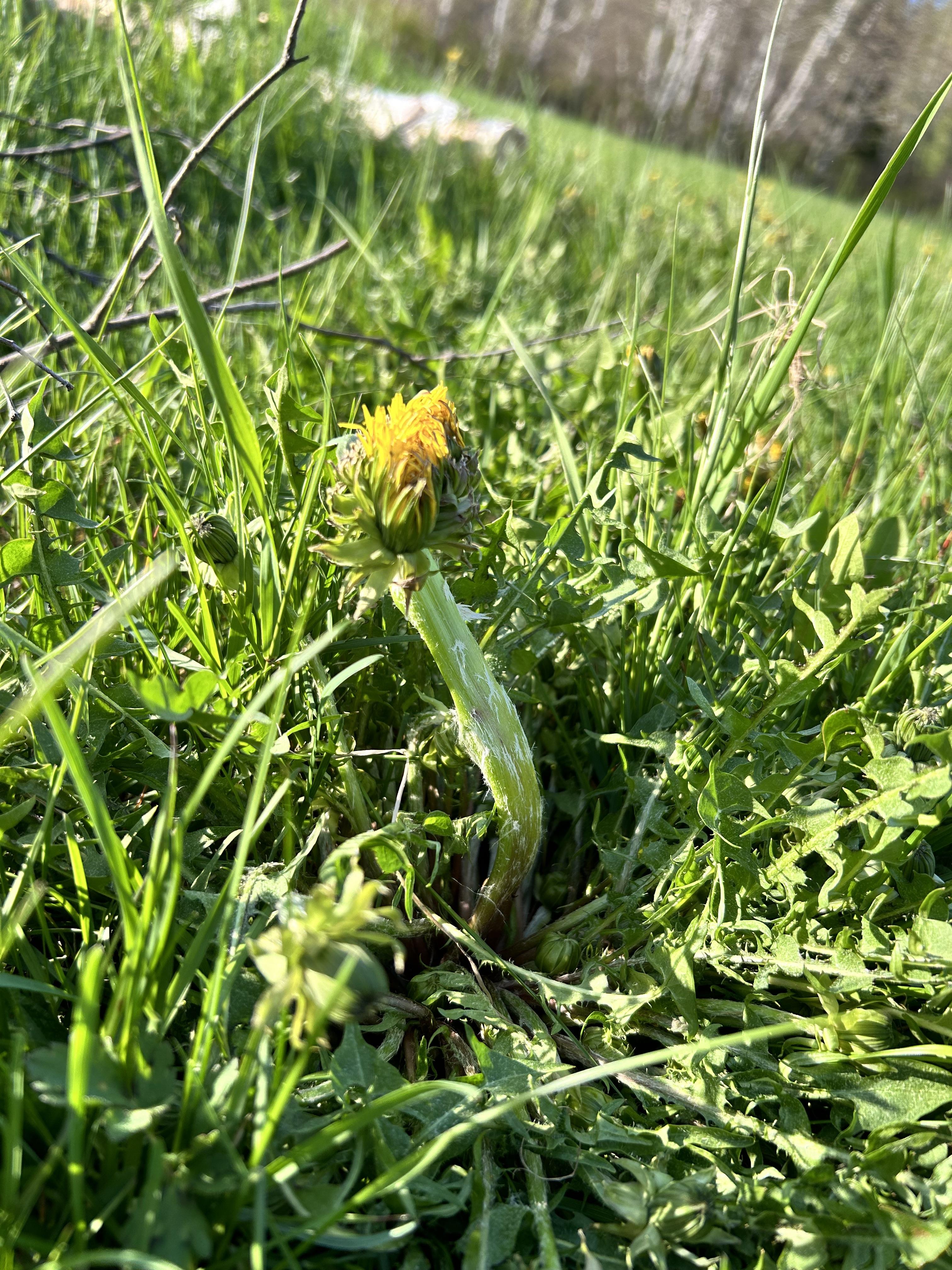 Mutated dandelion | Scrolller