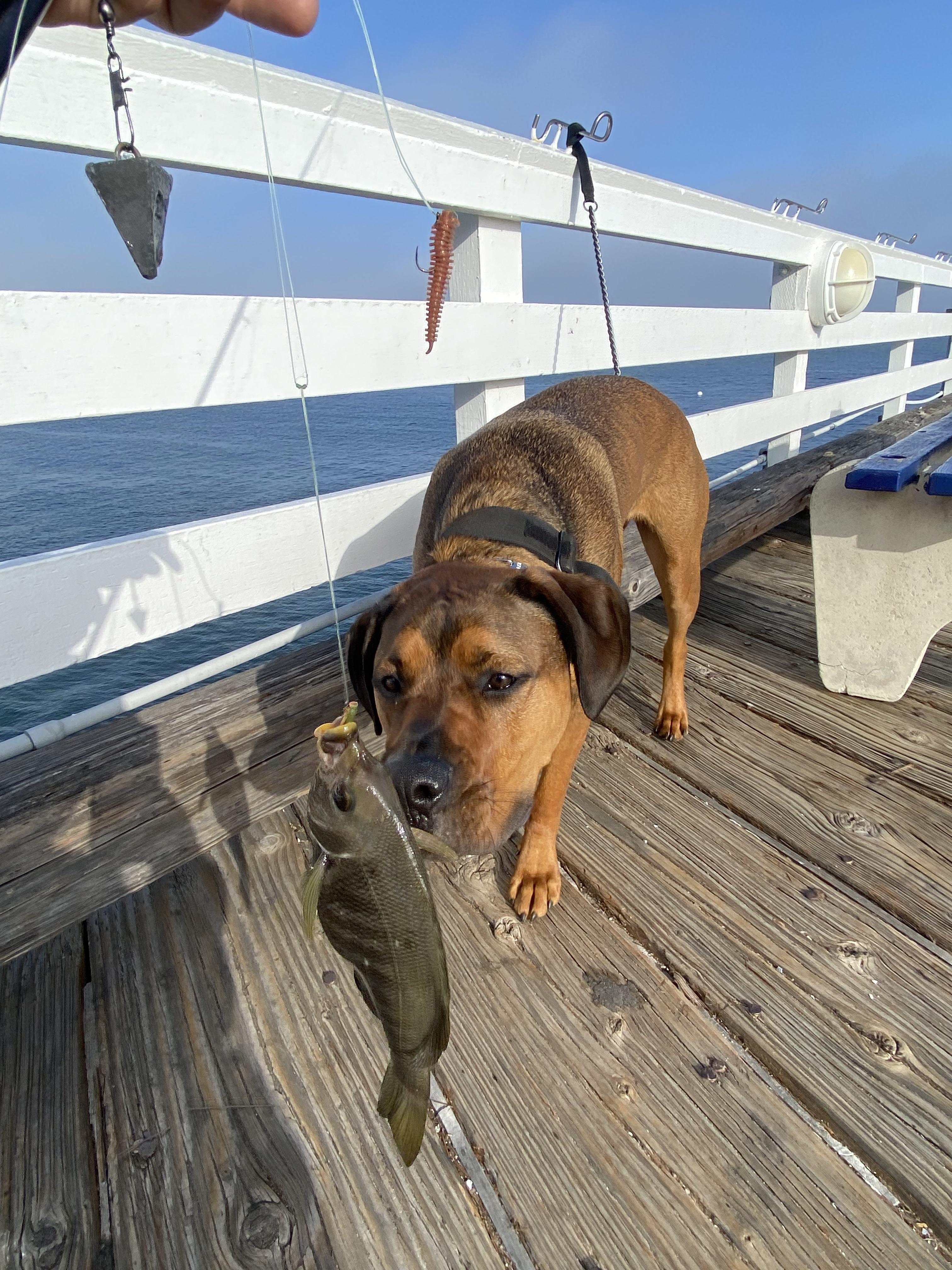 Kodak sunbathing and fishing. | Scrolller