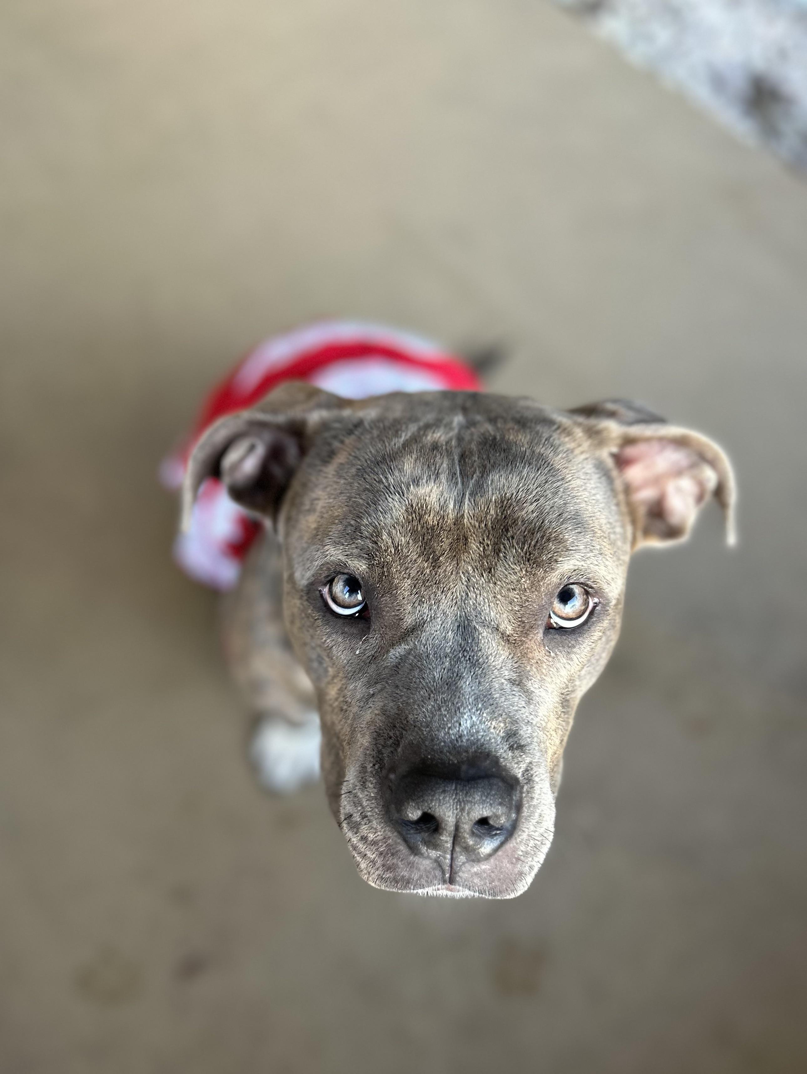 Naming my rescue pup | Scrolller