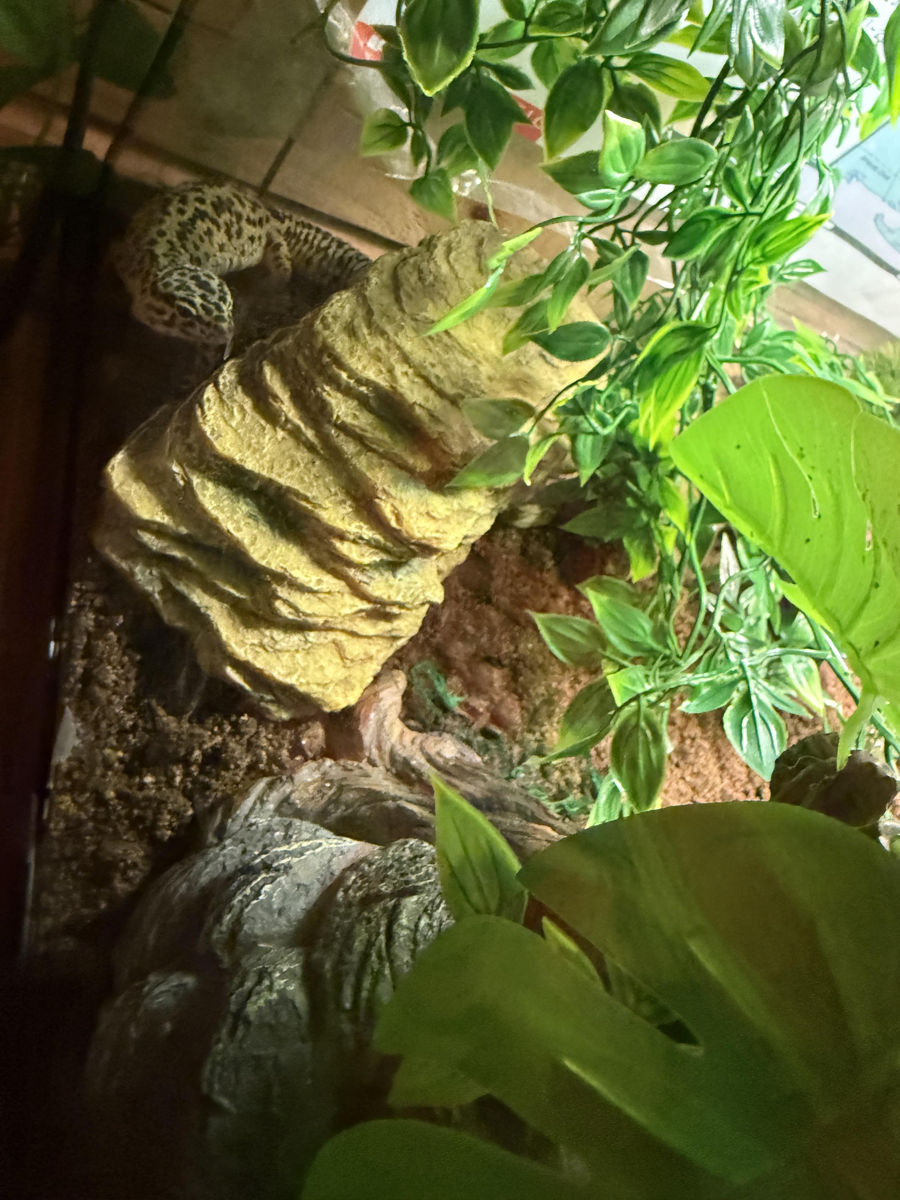 Rate my enclosure | Scrolller